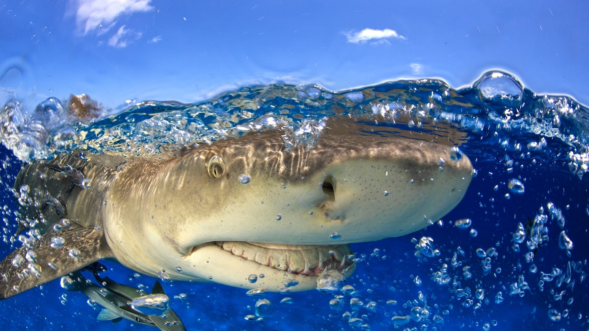 Fossils Suggest Modern Sharks Are More Evolved Than Previously Thought ...