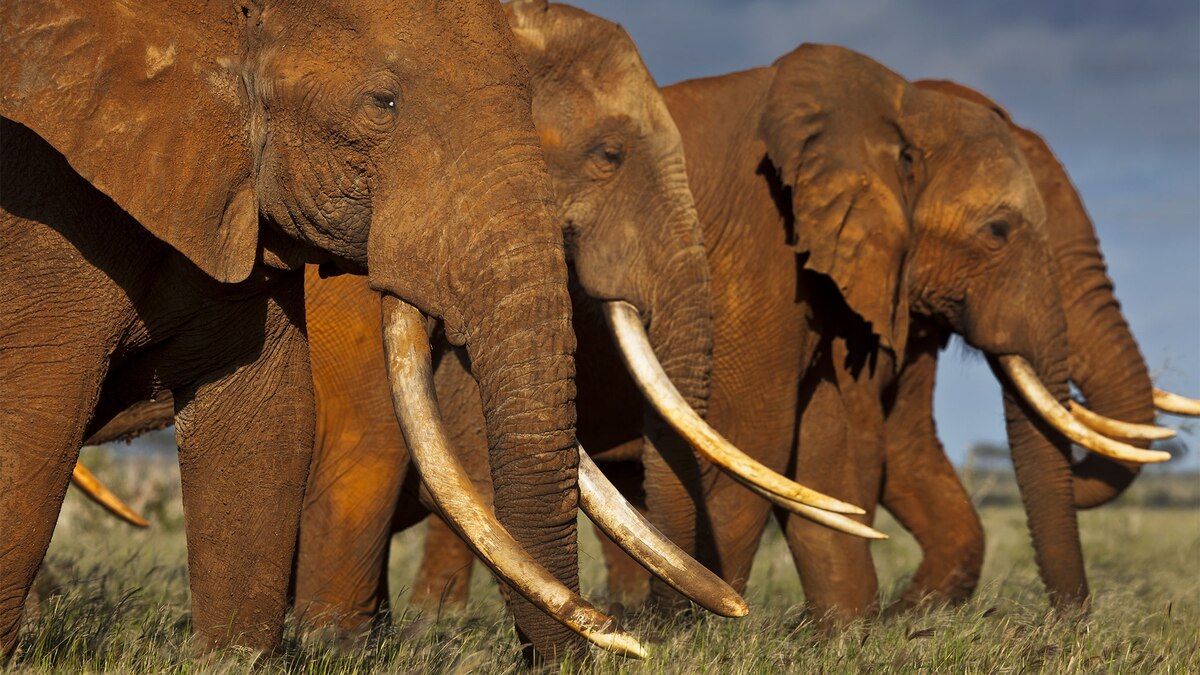 Why Some Countries Don't Want to Do More to Protect Elephants ...