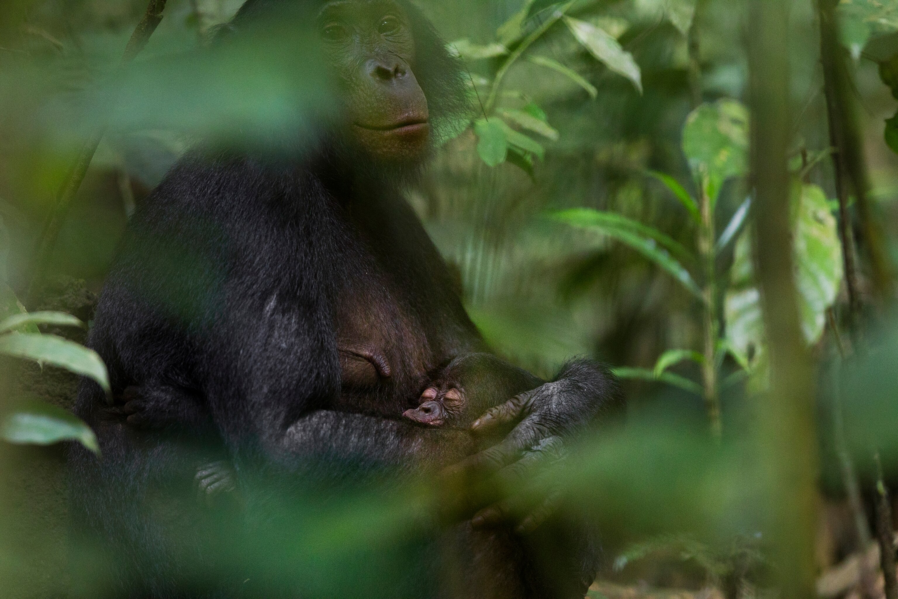 World Press 2014: Cougars and Bonobos