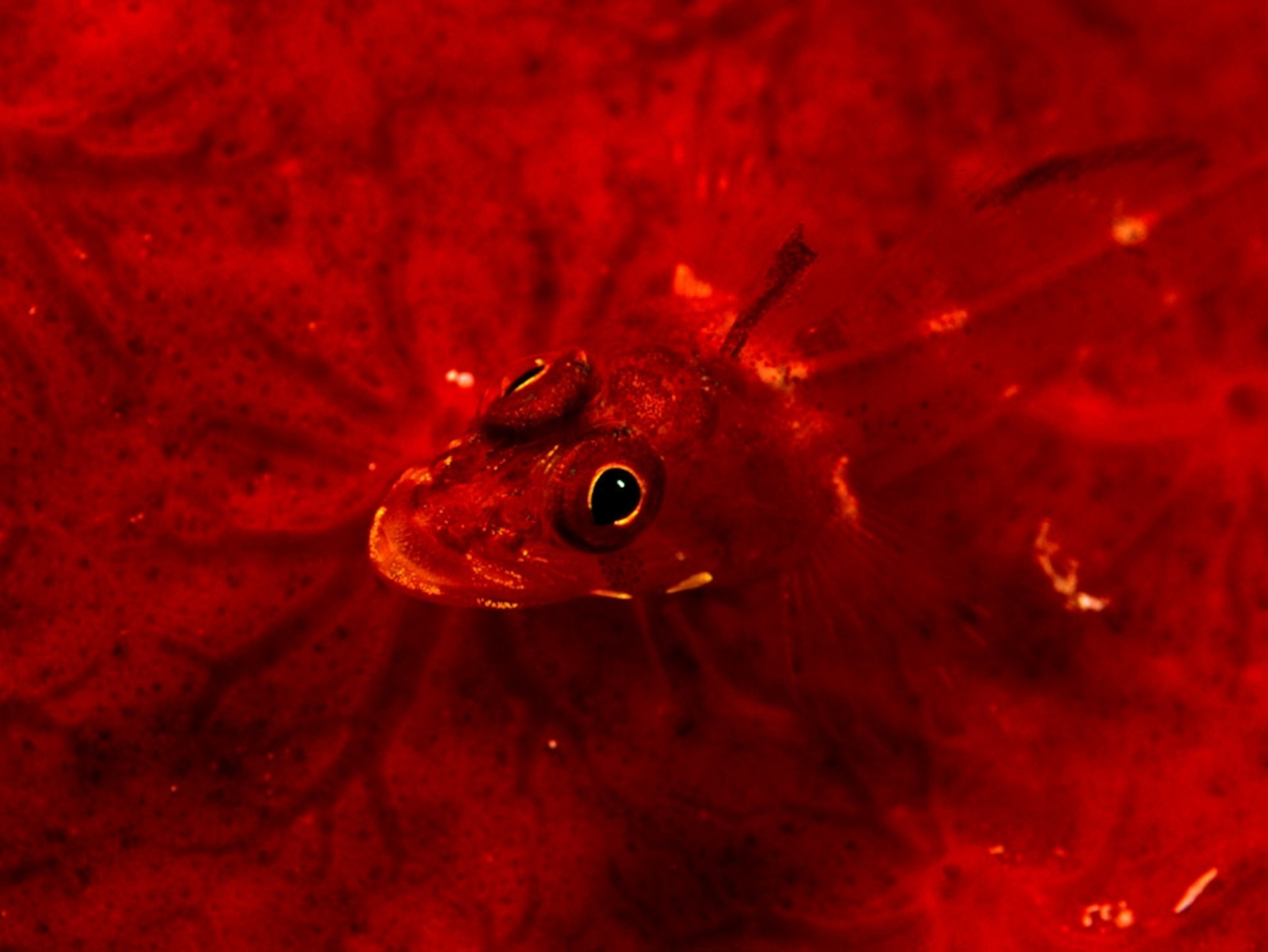Life in Color: Red, Red Pictures -- National Geographic
