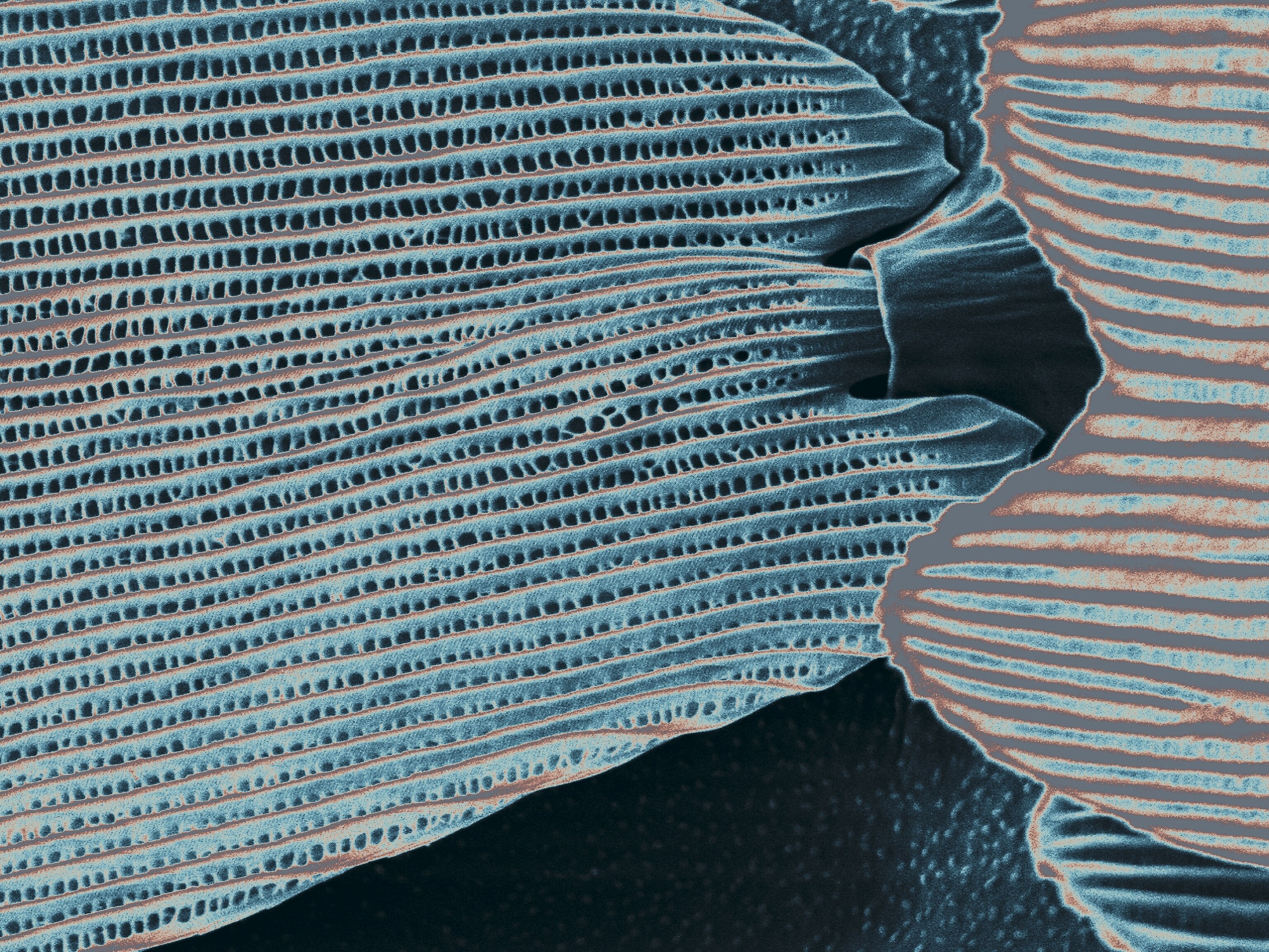 Photographer Felice Frankel translates science into stunning images