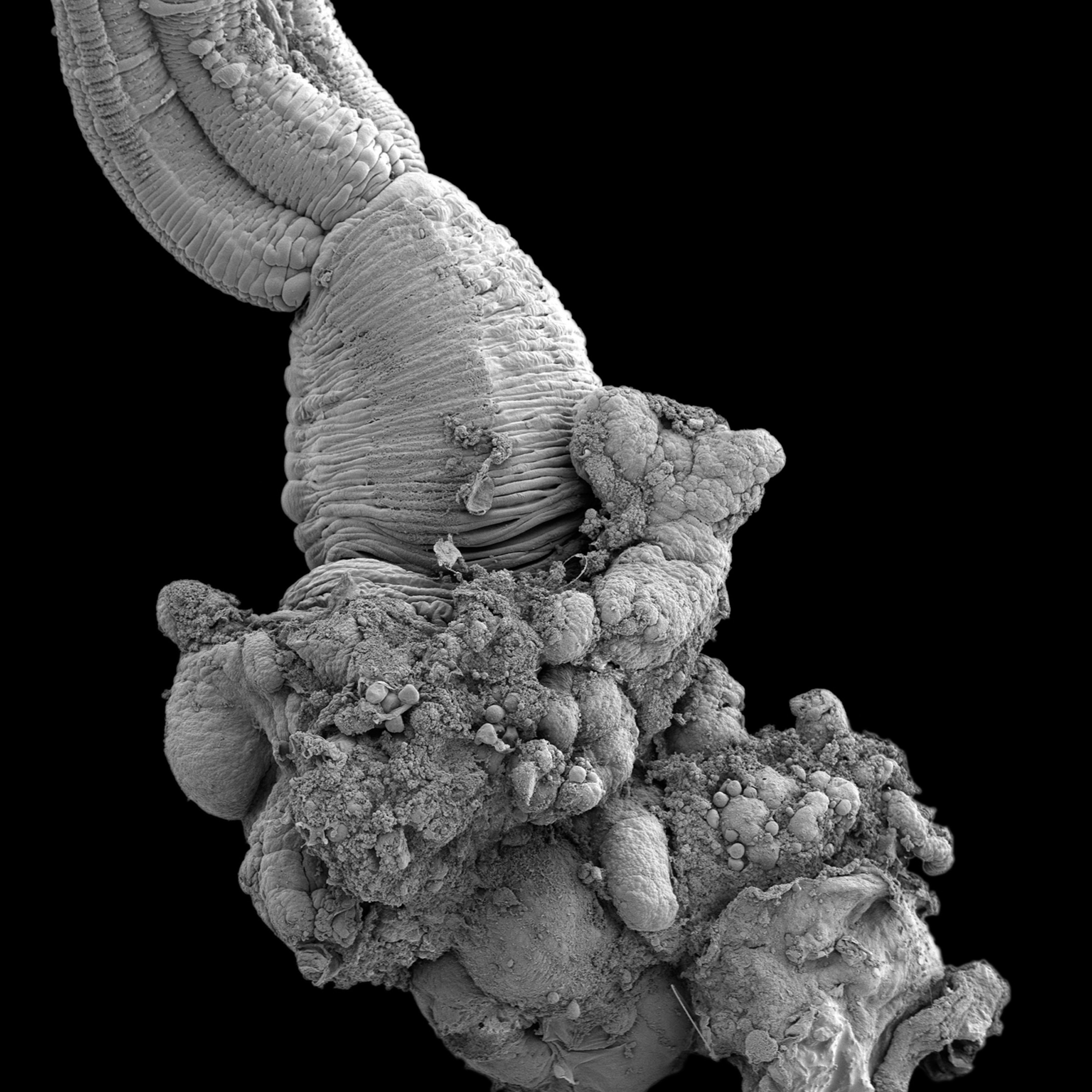 New Species of Naked Bone-Eating Worms in Antarctica