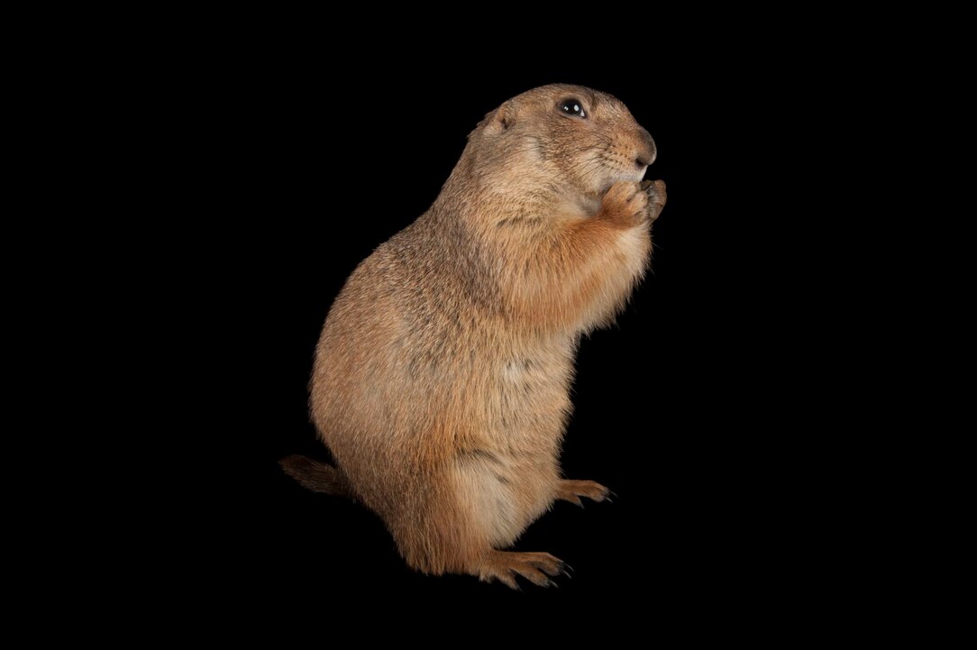 Prairie Dogs As Pets Pet Prairie Dog Totally Holds His Own While