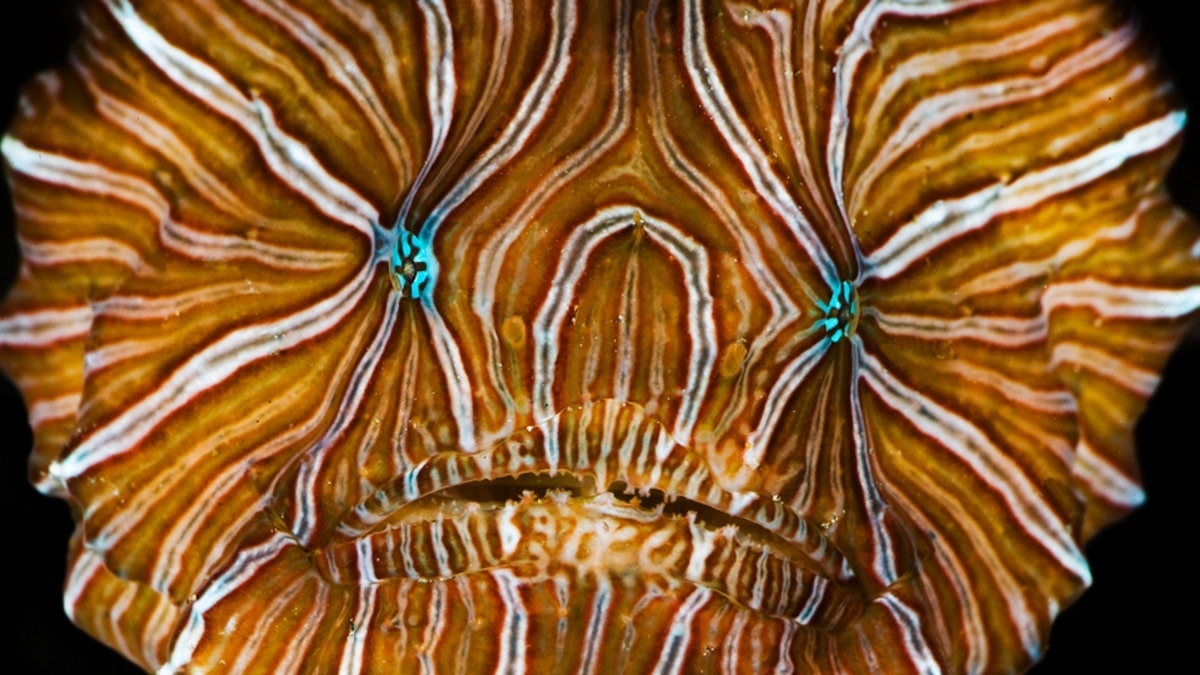 Photos: Dracula Fish, Bomber Worm on Top New Species List