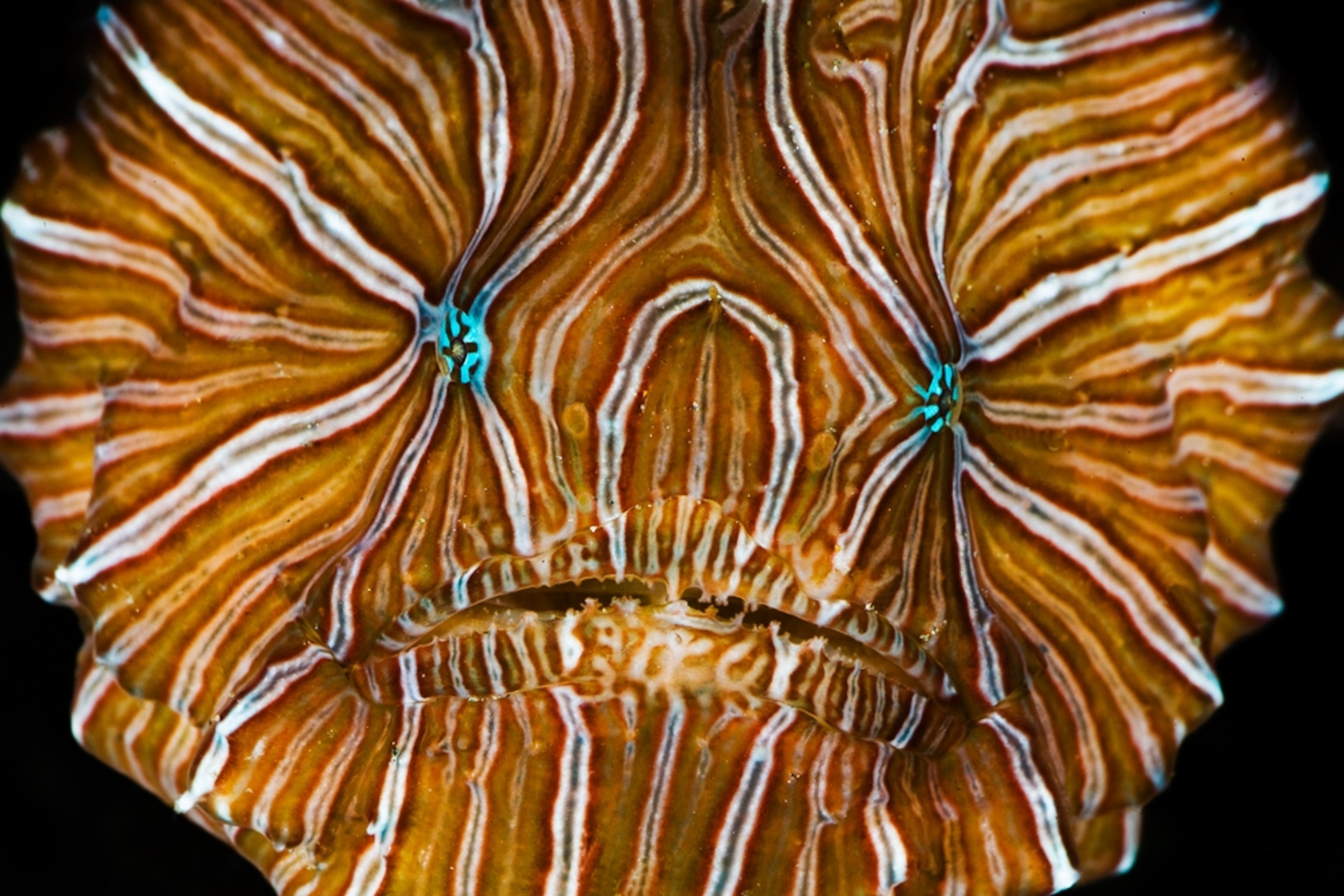 Photos: Dracula Fish, Bomber Worm on Top New Species List