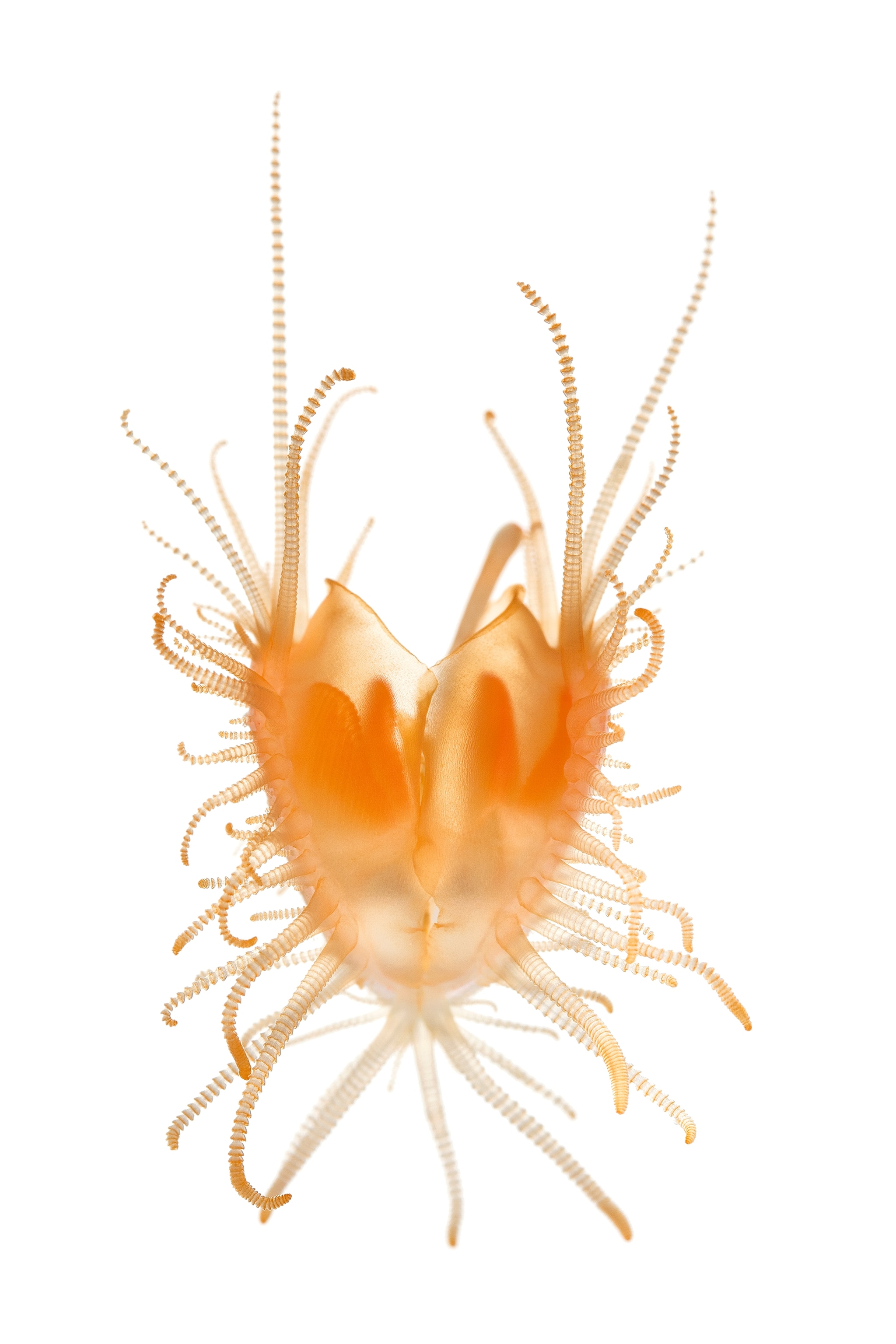 Life Within One Cubic Foot