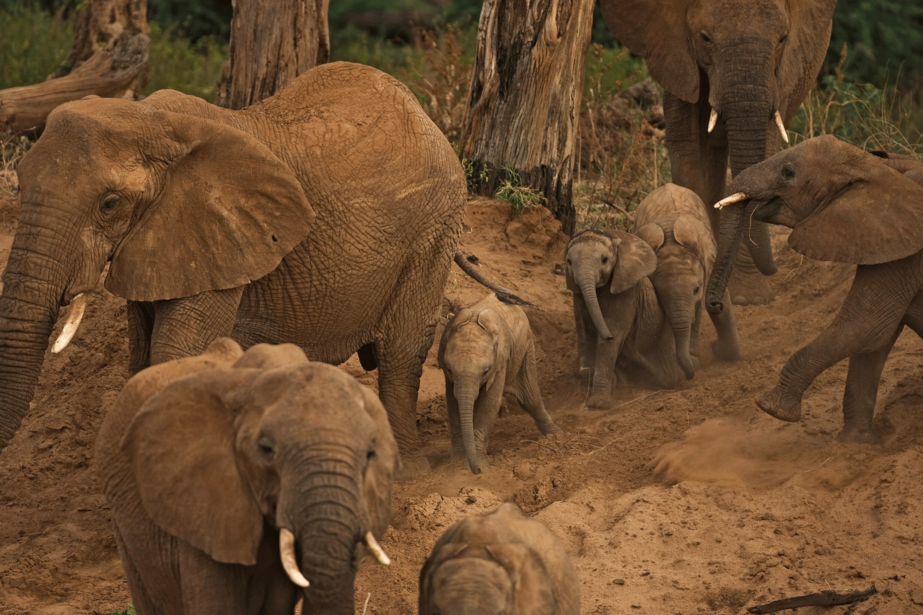 Where to see elephants ethically while traveling