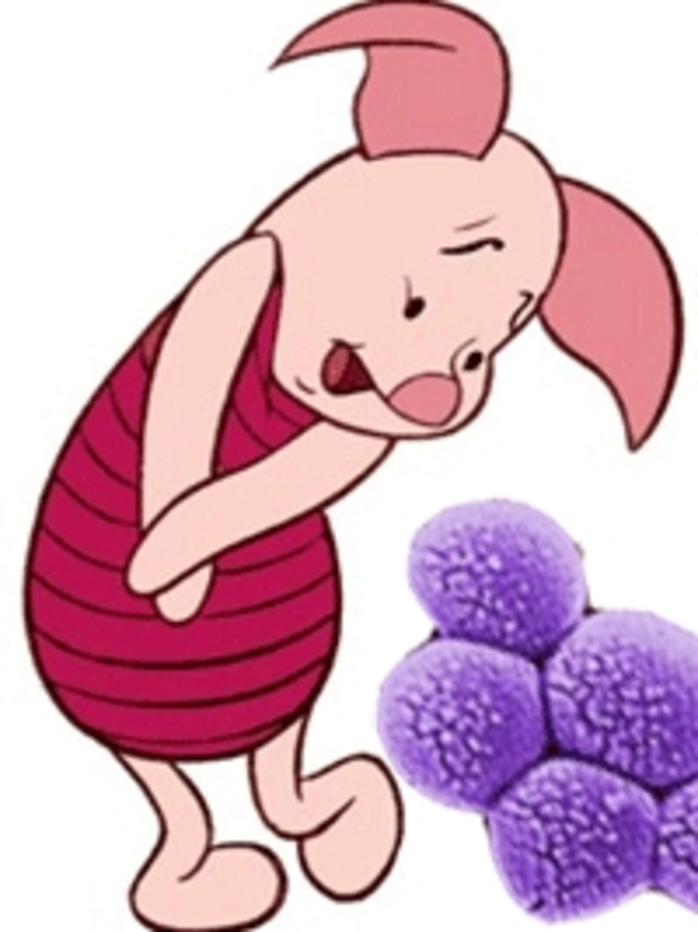 MRSA in pigs and pig farmers