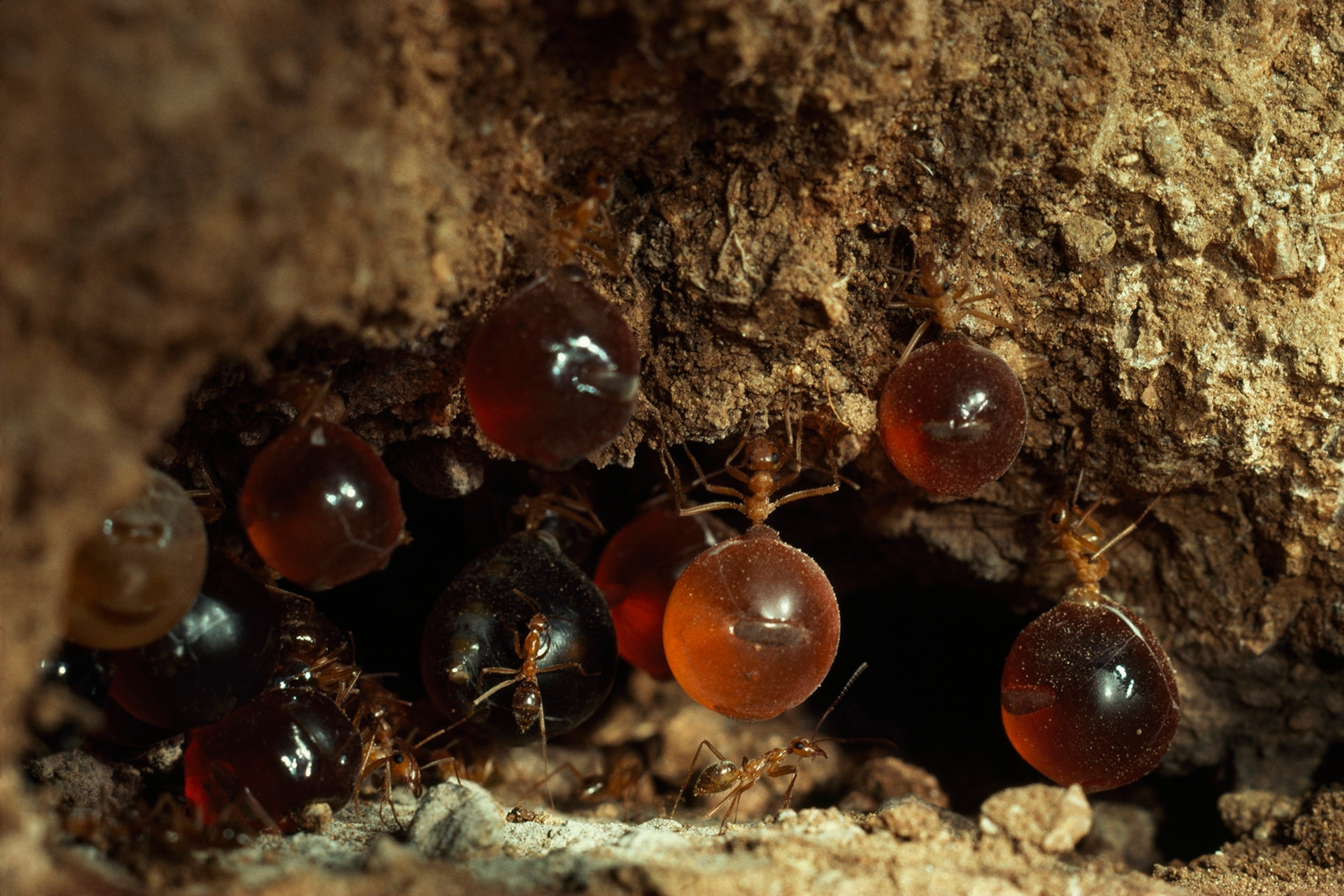 These Adaptations Give Insects a Survival Advantage