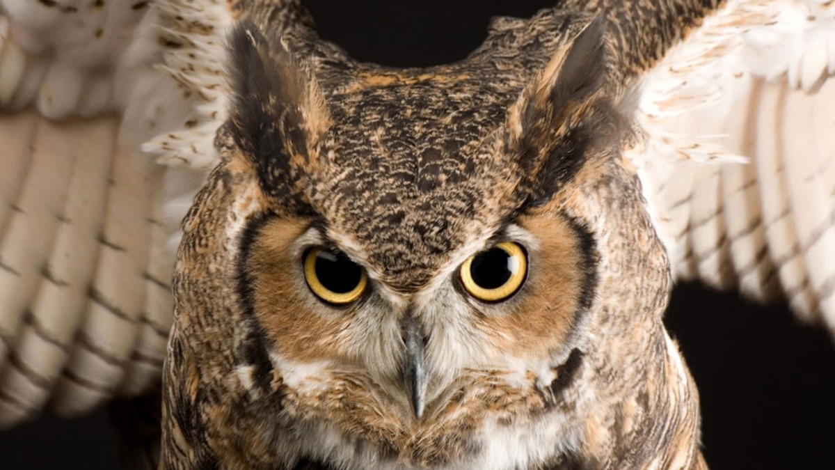 Eerie Animal Pictures Animal Wallpapers National Geographic eerie-animal-pictures-animal-wallpapers-national-geographic