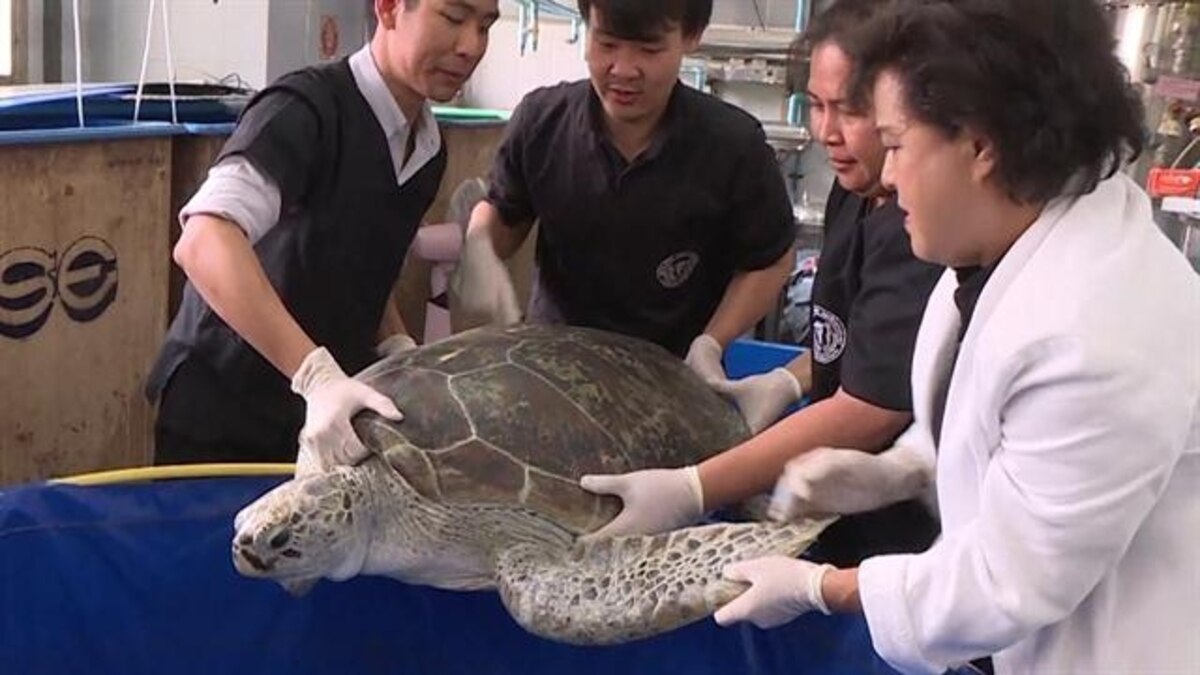 How Thousands of 'Good Luck' Coins Killed a Rare Sea Turtle | National ...