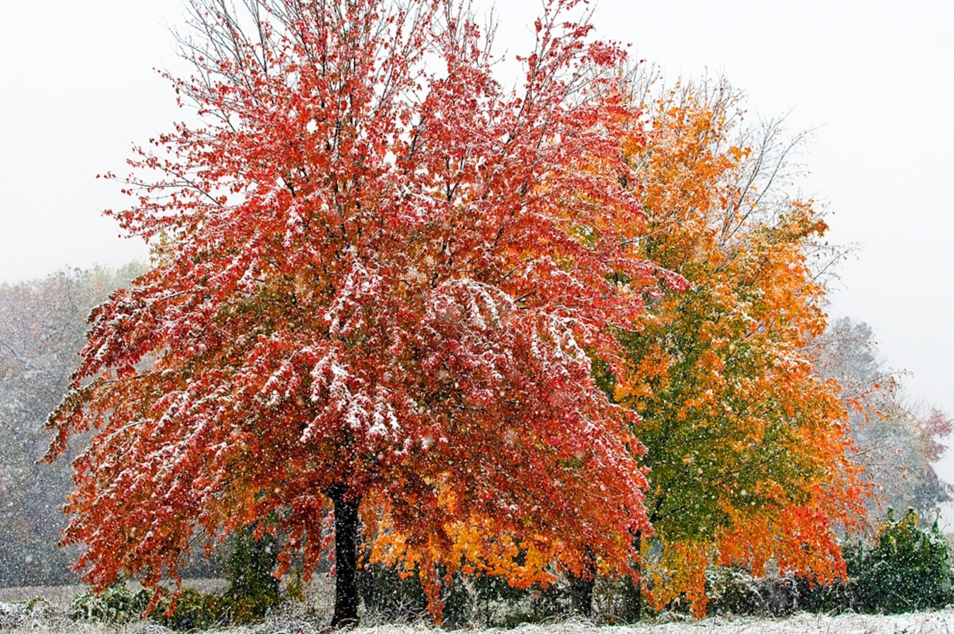 Where Did Fall Color Go? Predicting Foliage's Final Hideouts | National ...