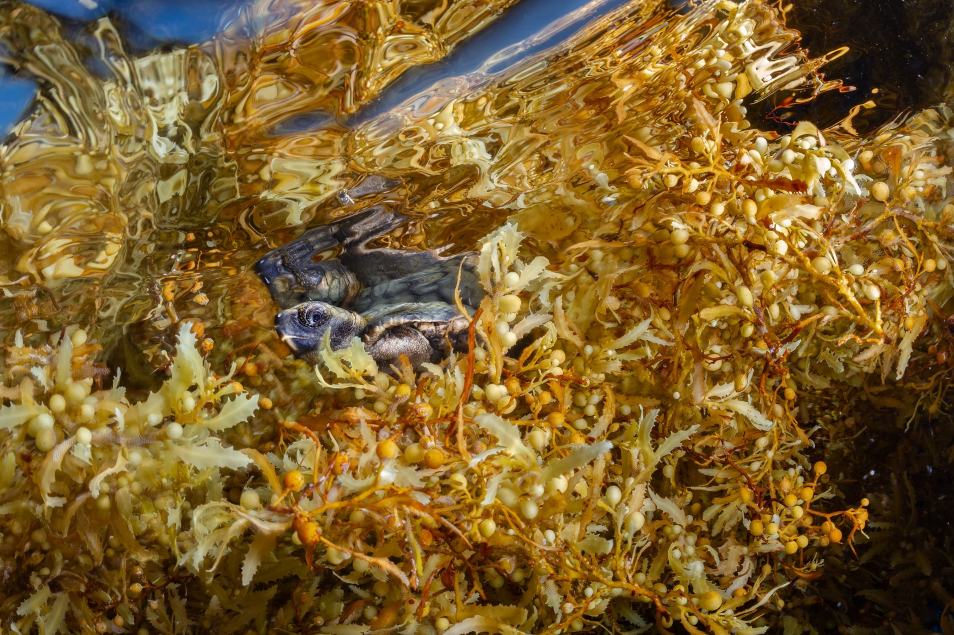 In the Sargasso Sea, life depends on floating sargassum seaweed