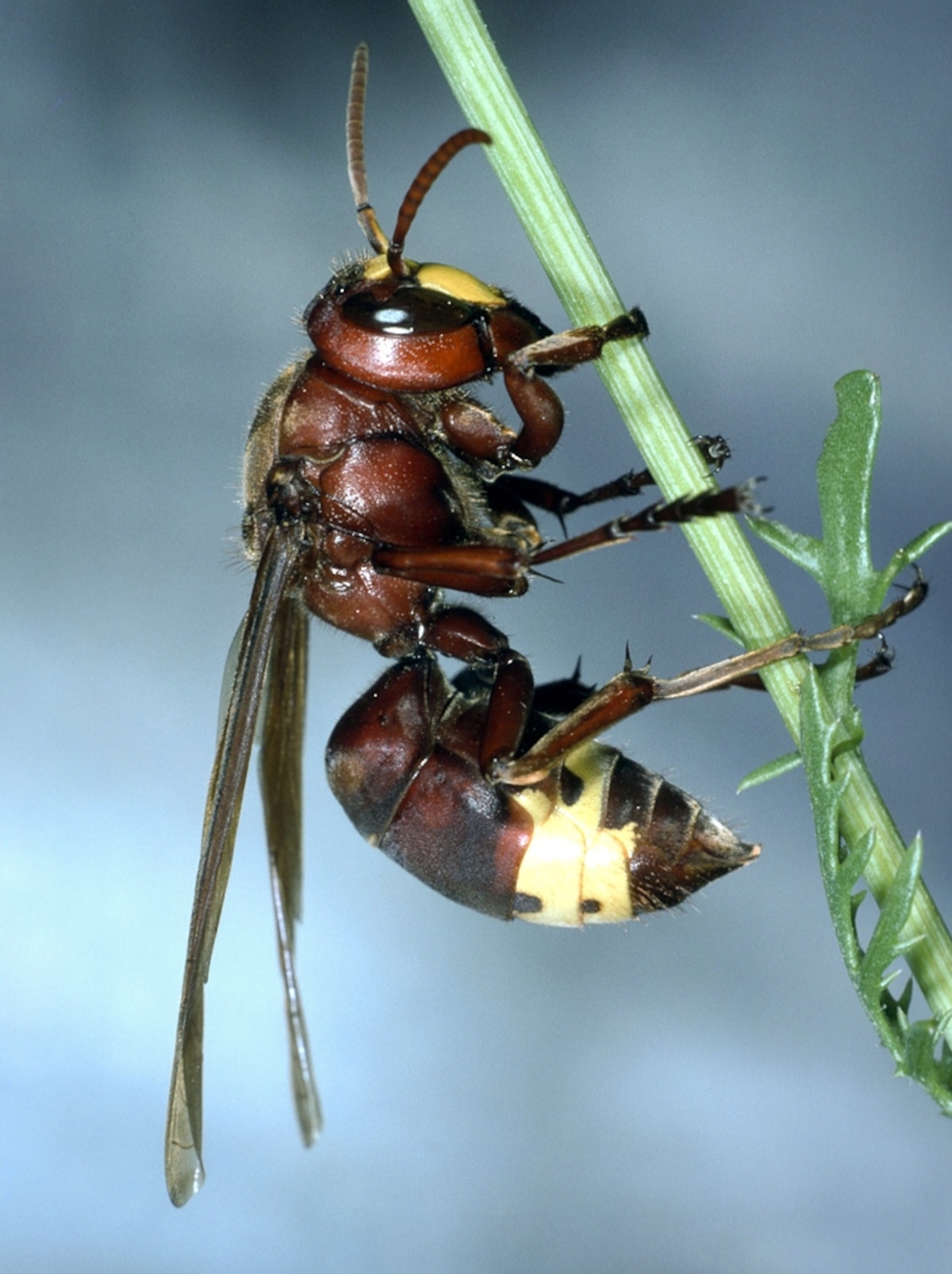 Solar-Powered Hornet Found; Turns Light Into Electricity