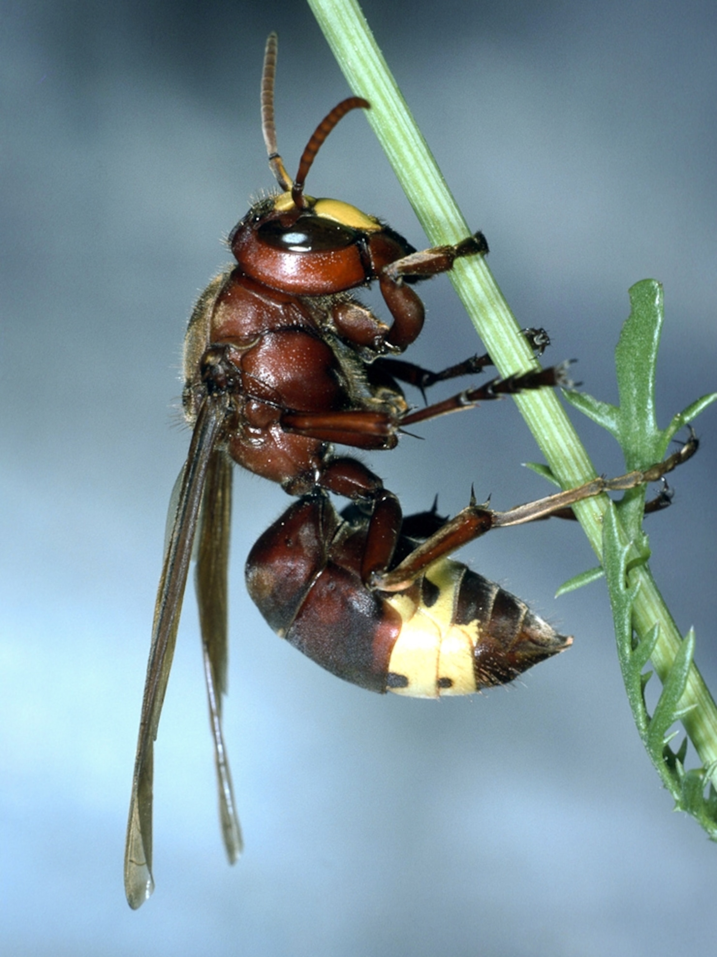 Solar-Powered Hornet Found; Turns Light Into Electricity
