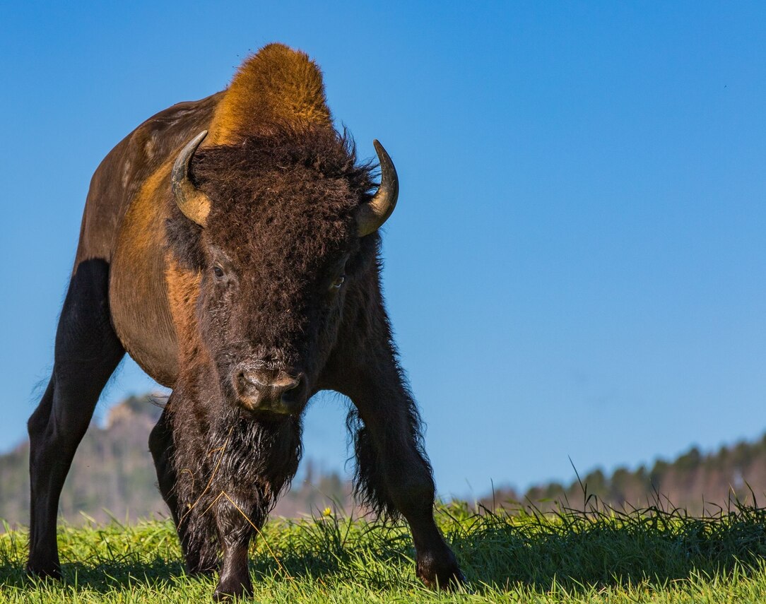 Amerikansk Bison Amerikanischer Bison Amerikansk Bison Bison Bison Bos