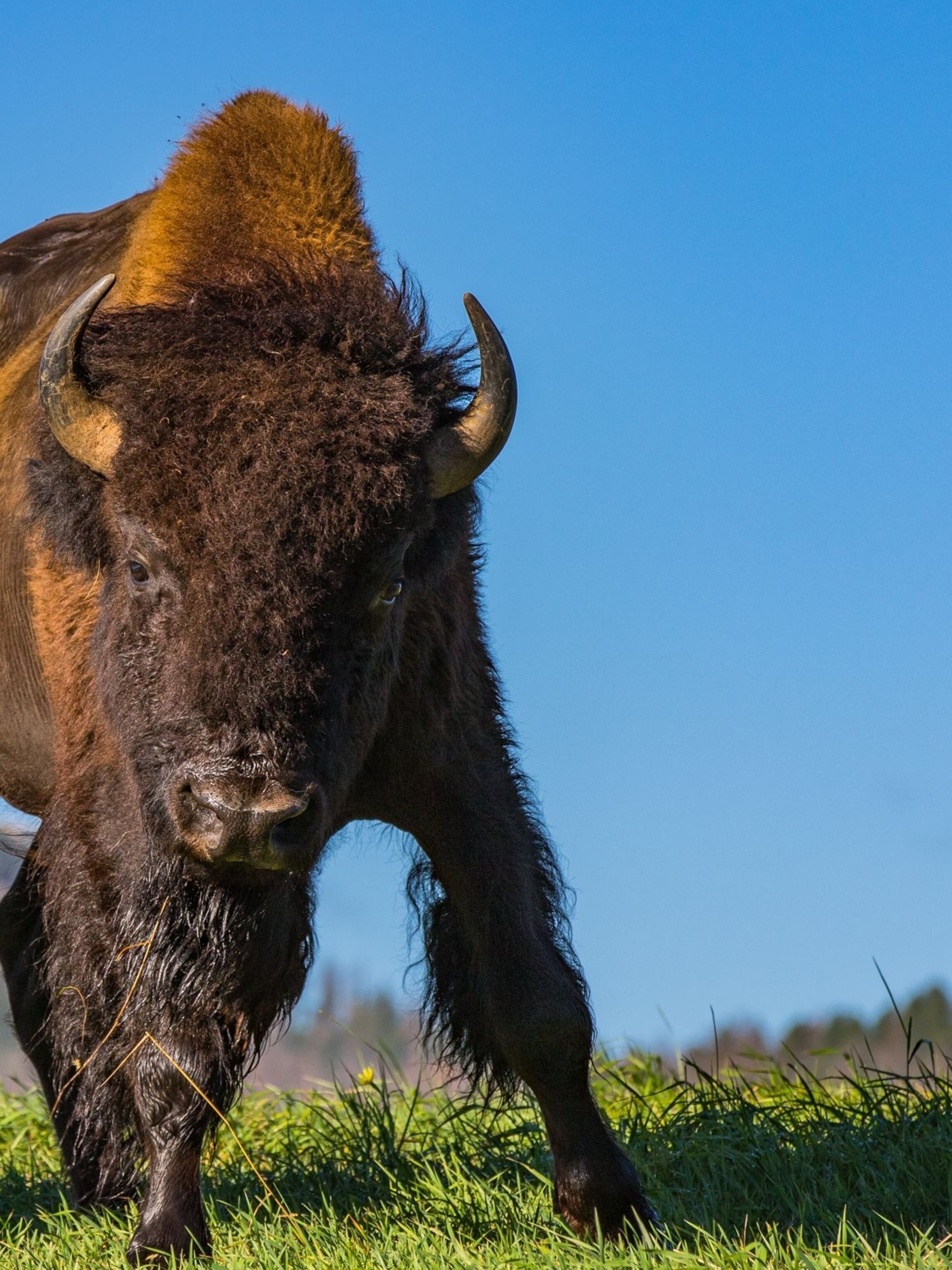 American Bison Running