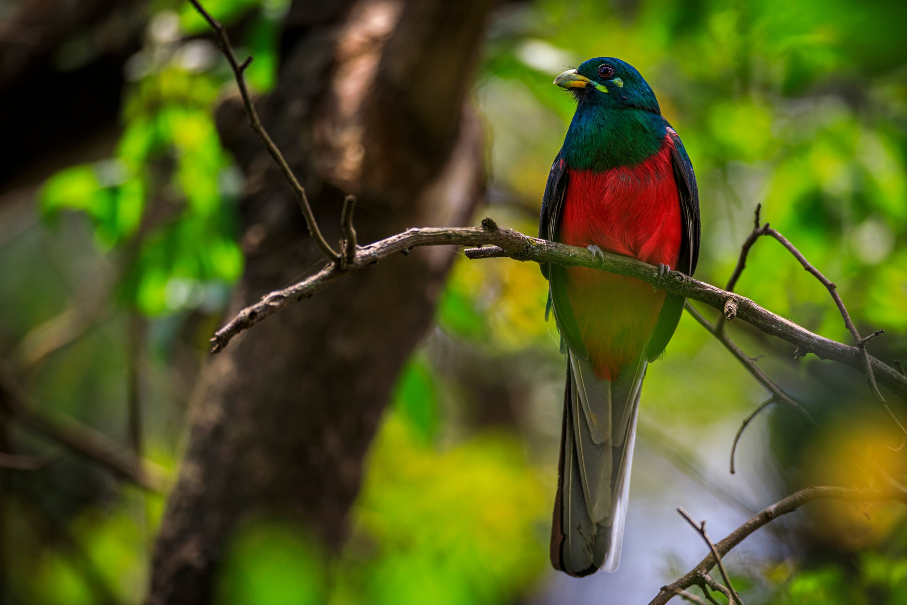 Rwanda rising: A commitment to conservation