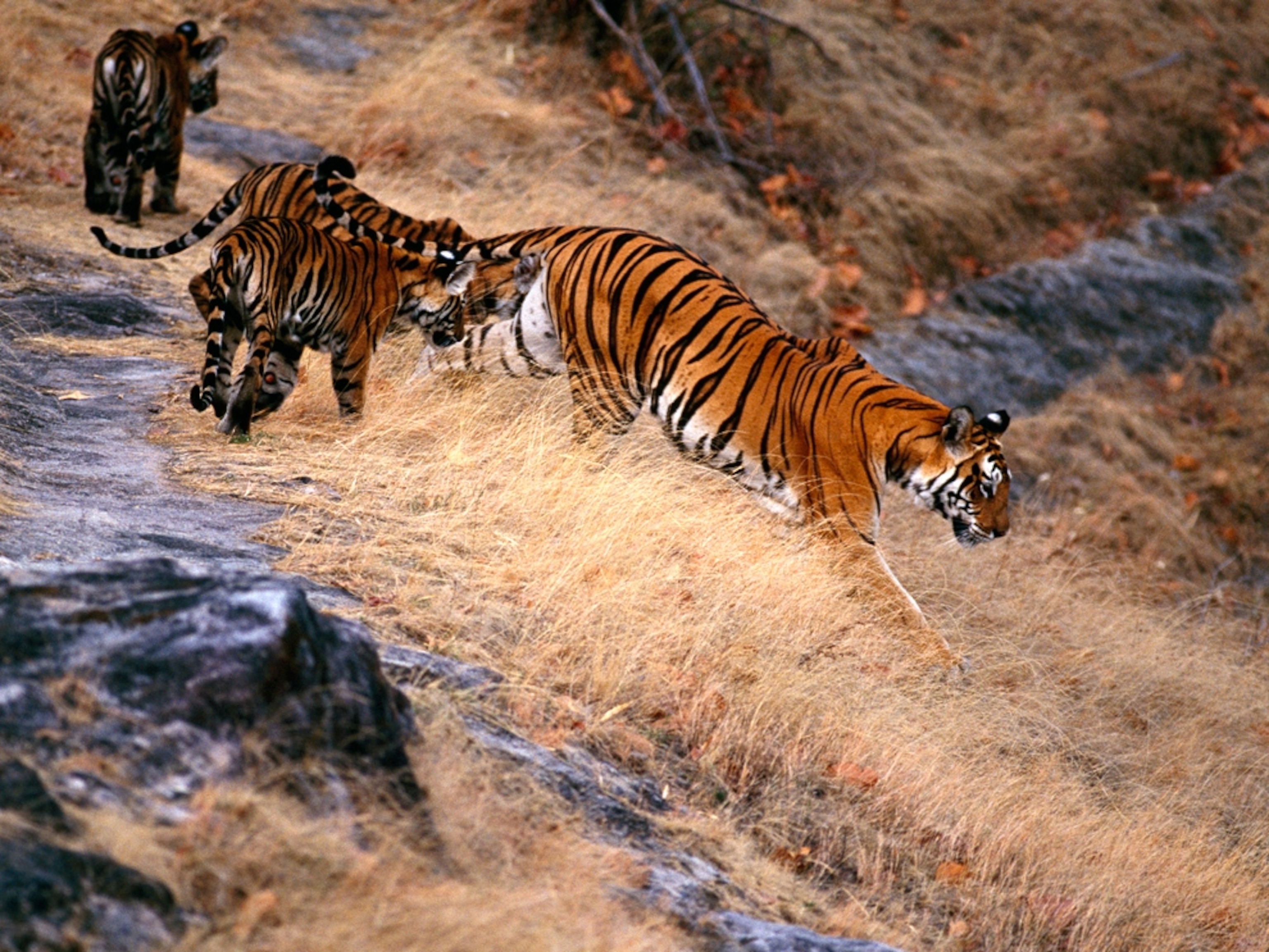 Tiger Pictures - Tiger Wallpapers - National Geographic