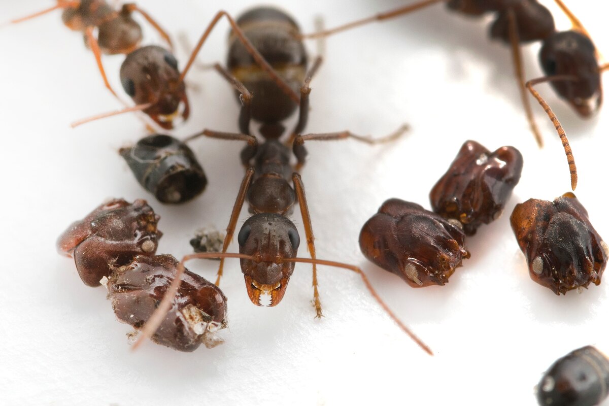 These ants decorate their homes with the heads of their enemies