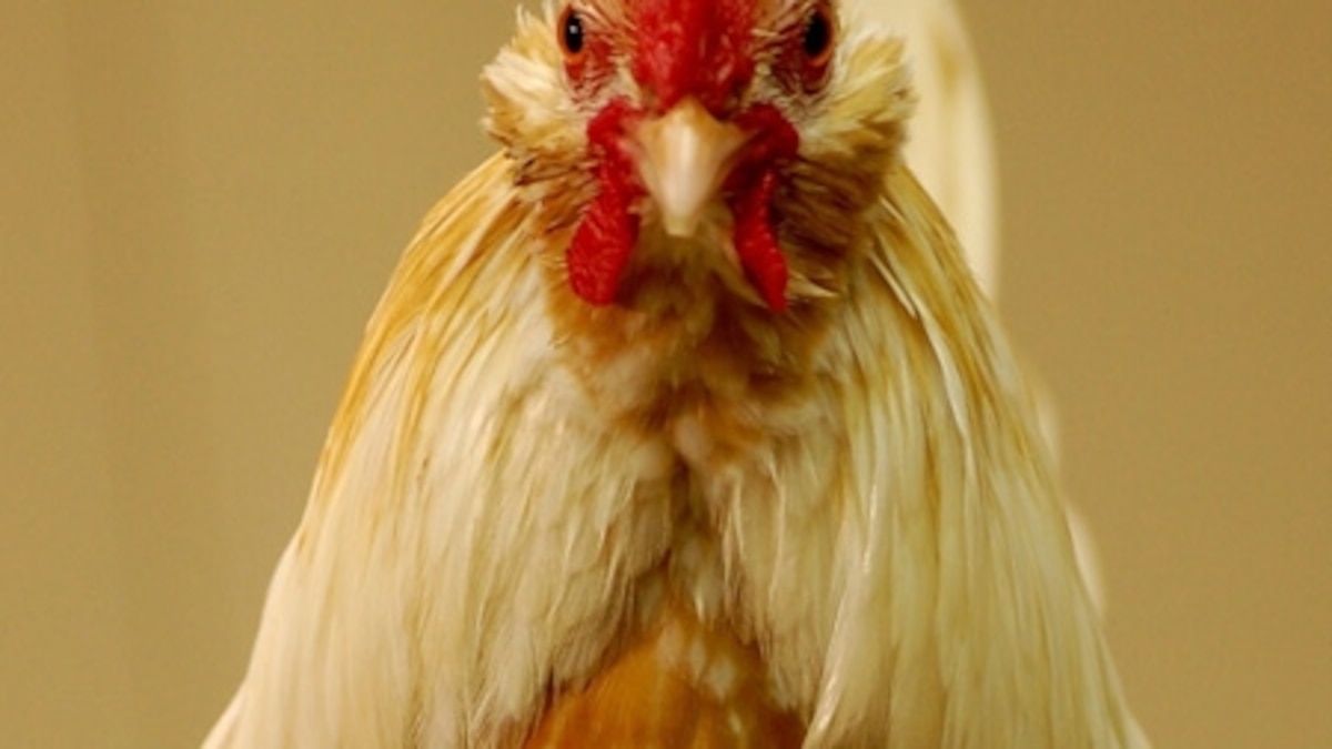 Game Bird Pictures - National Geographic | National Geographic