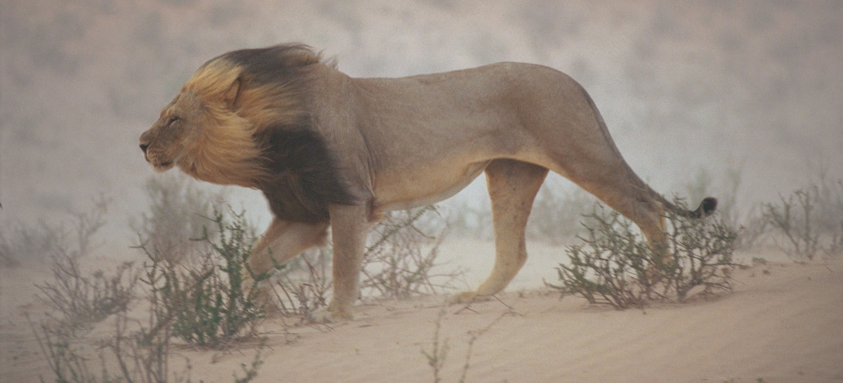 Six National Geographic Photographers and the Lions They’ve Seen