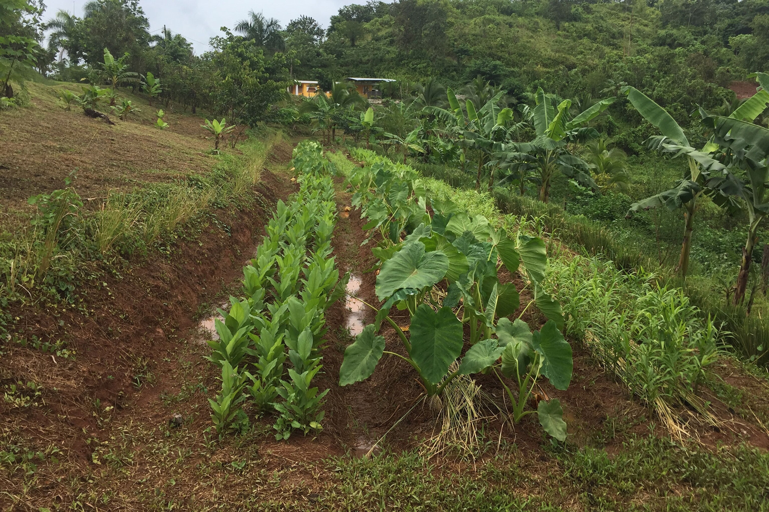 Farms in Puerto Rico Look to Rebuild After Hurricane Maria