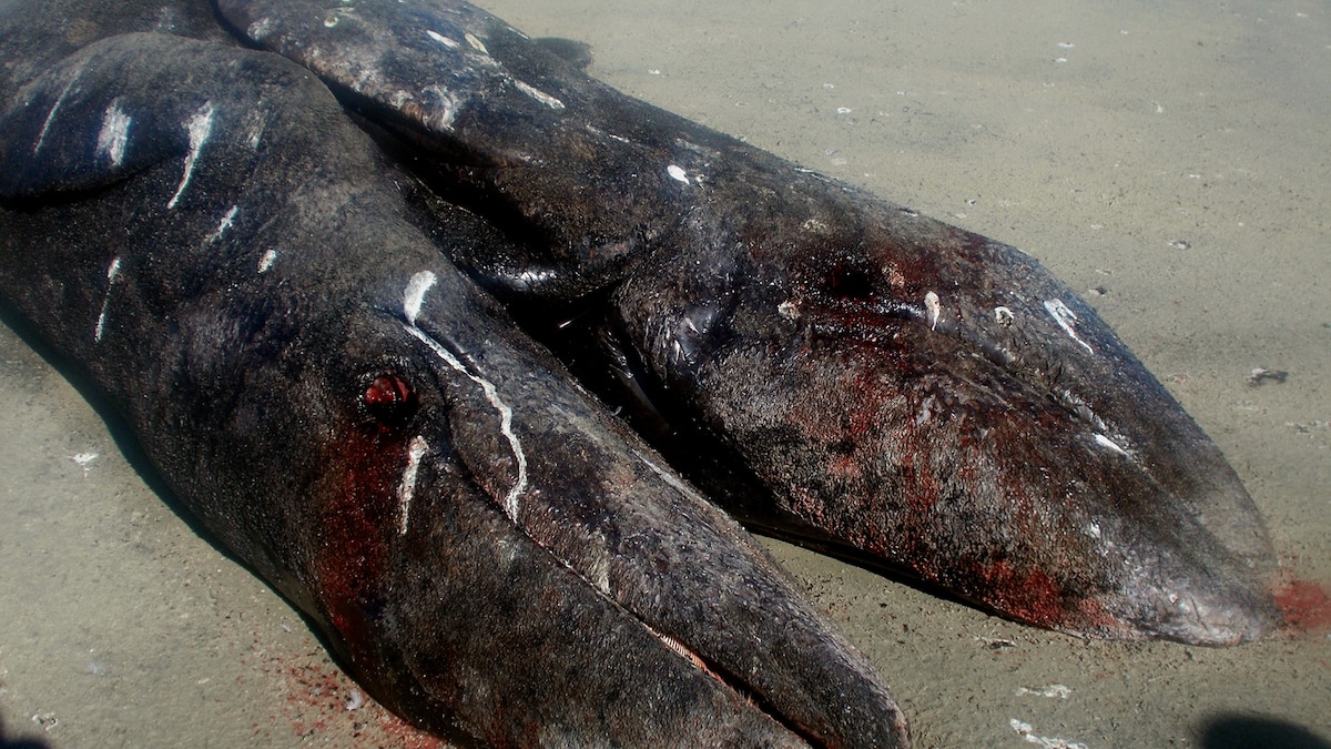 Rare Conjoined Gray Whale Calves Wash Ashore—Could Be First for Species ...