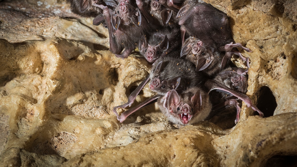 How vampire bat friendship is surprisingly like our own | National ...