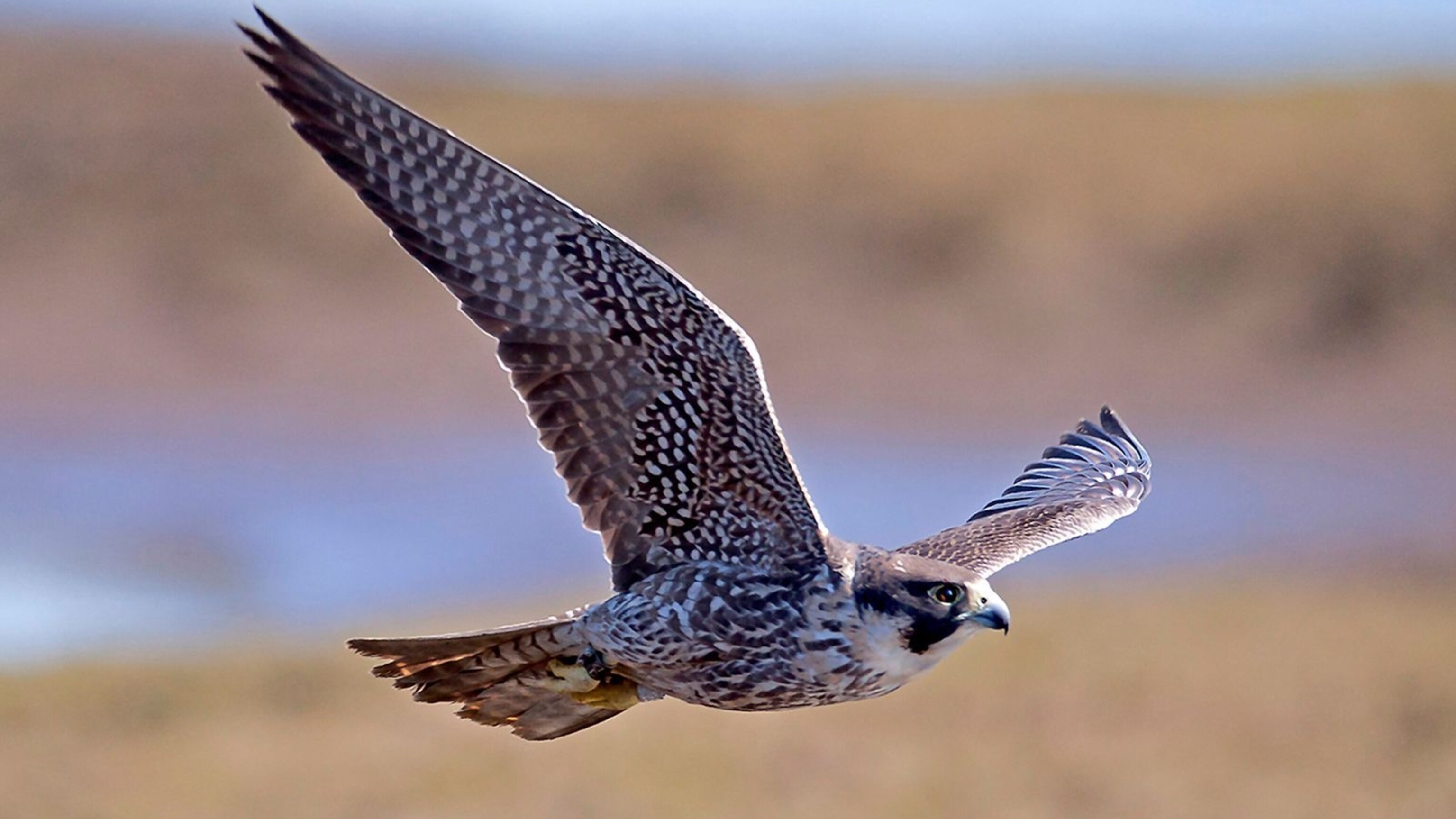 Biggest Falcon In The World