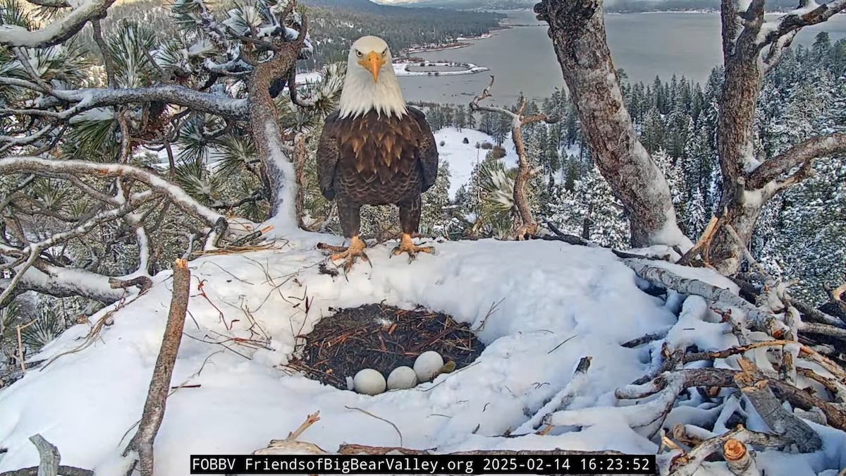 The internet’s favorite bald eagles, Jackie and Shadow, just had ...