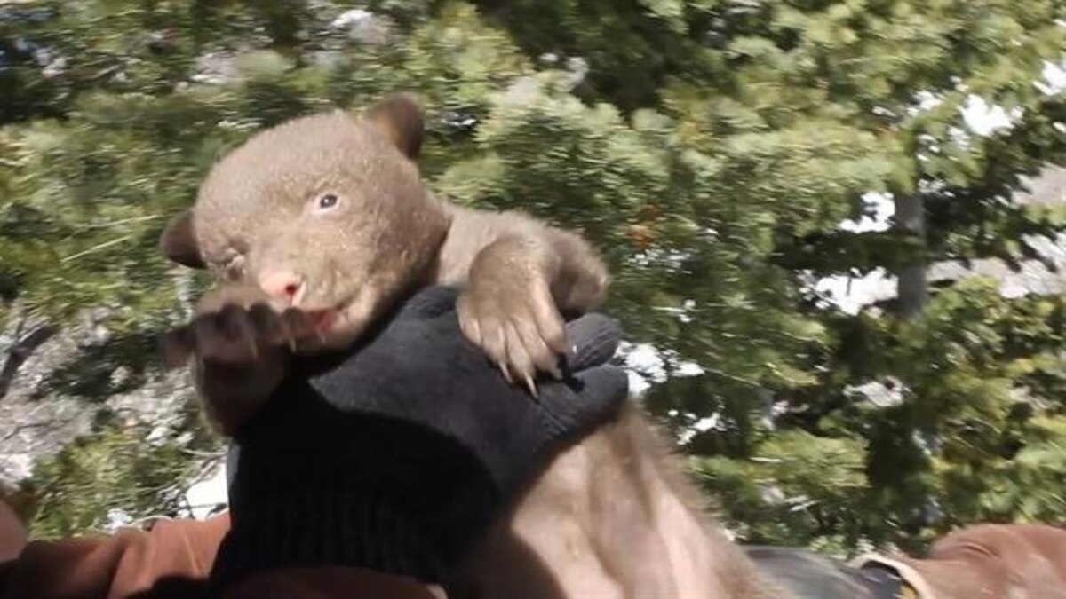 Warm Weather Drives Bears Out of Hibernation | National Geographic