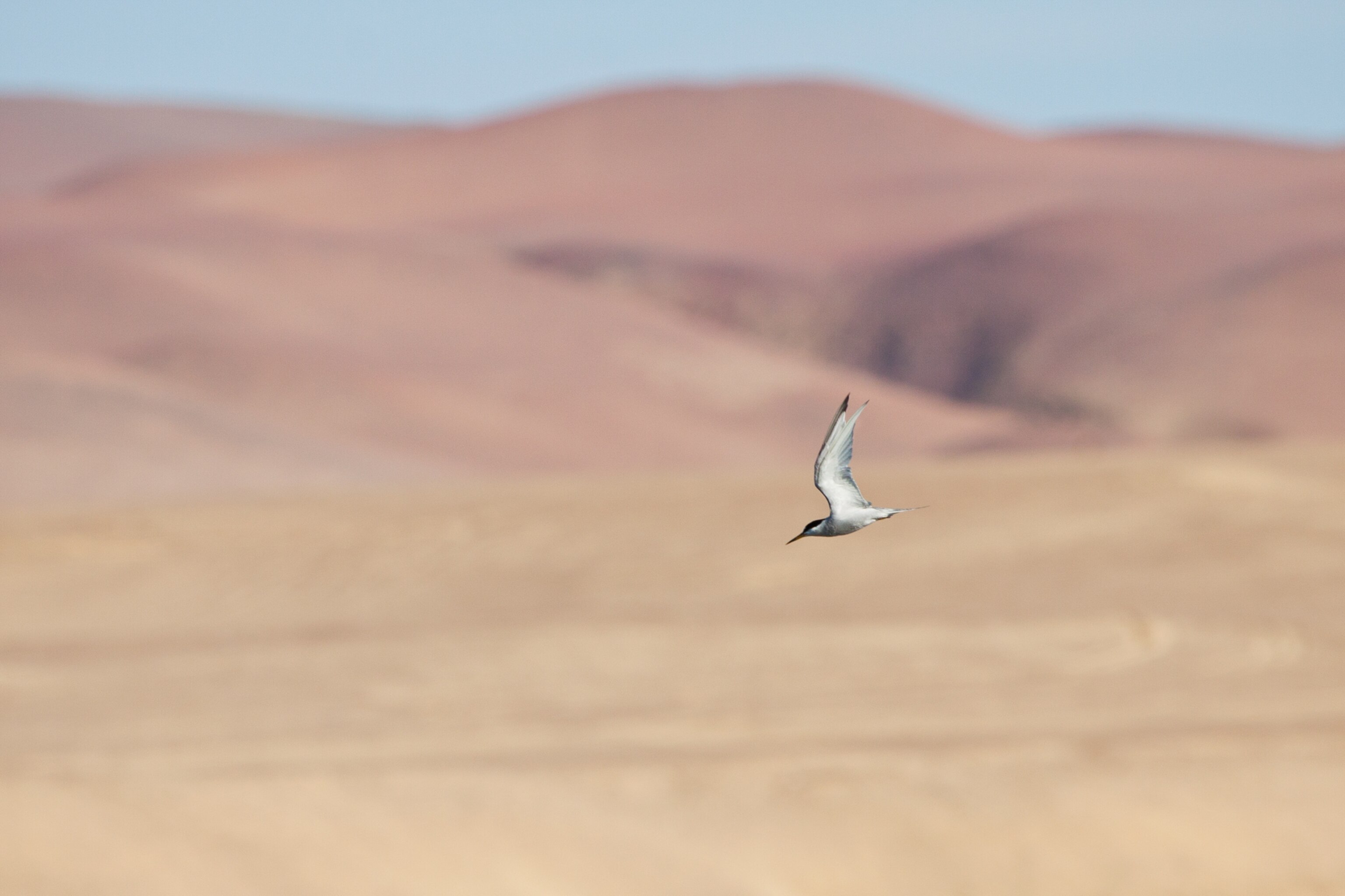 Chilean Birdman Leads Efforts to Save Seabird in World's Driest Desert