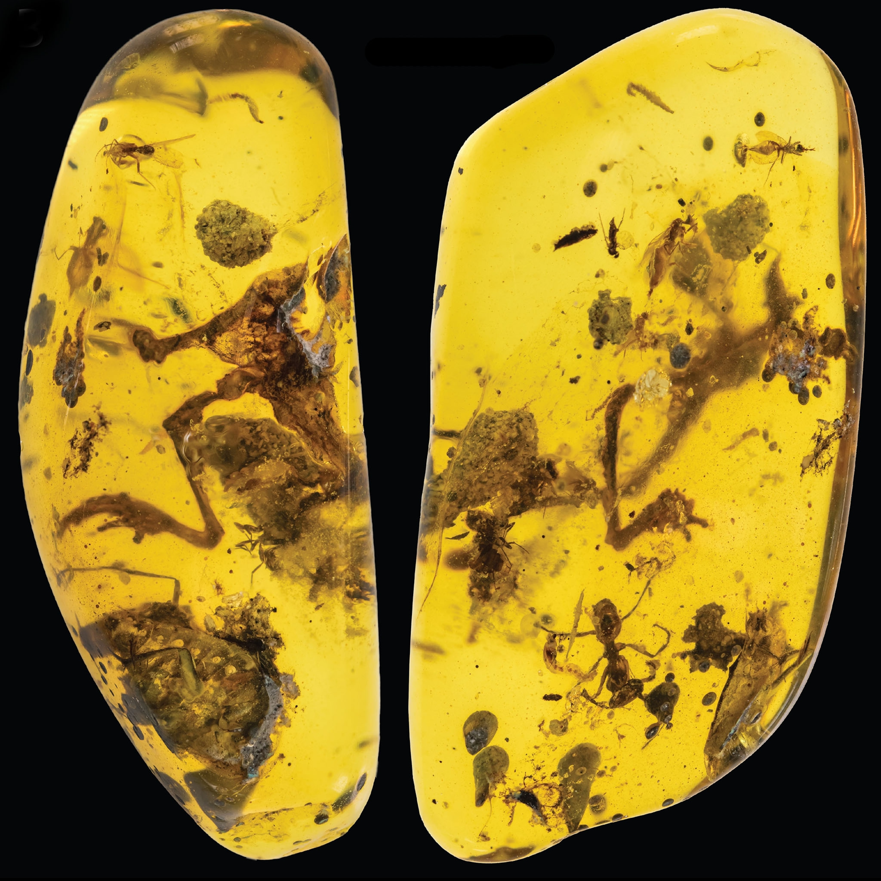 Oldest Fossils of Rain Forest Frogs Found in Cretaceous Amber