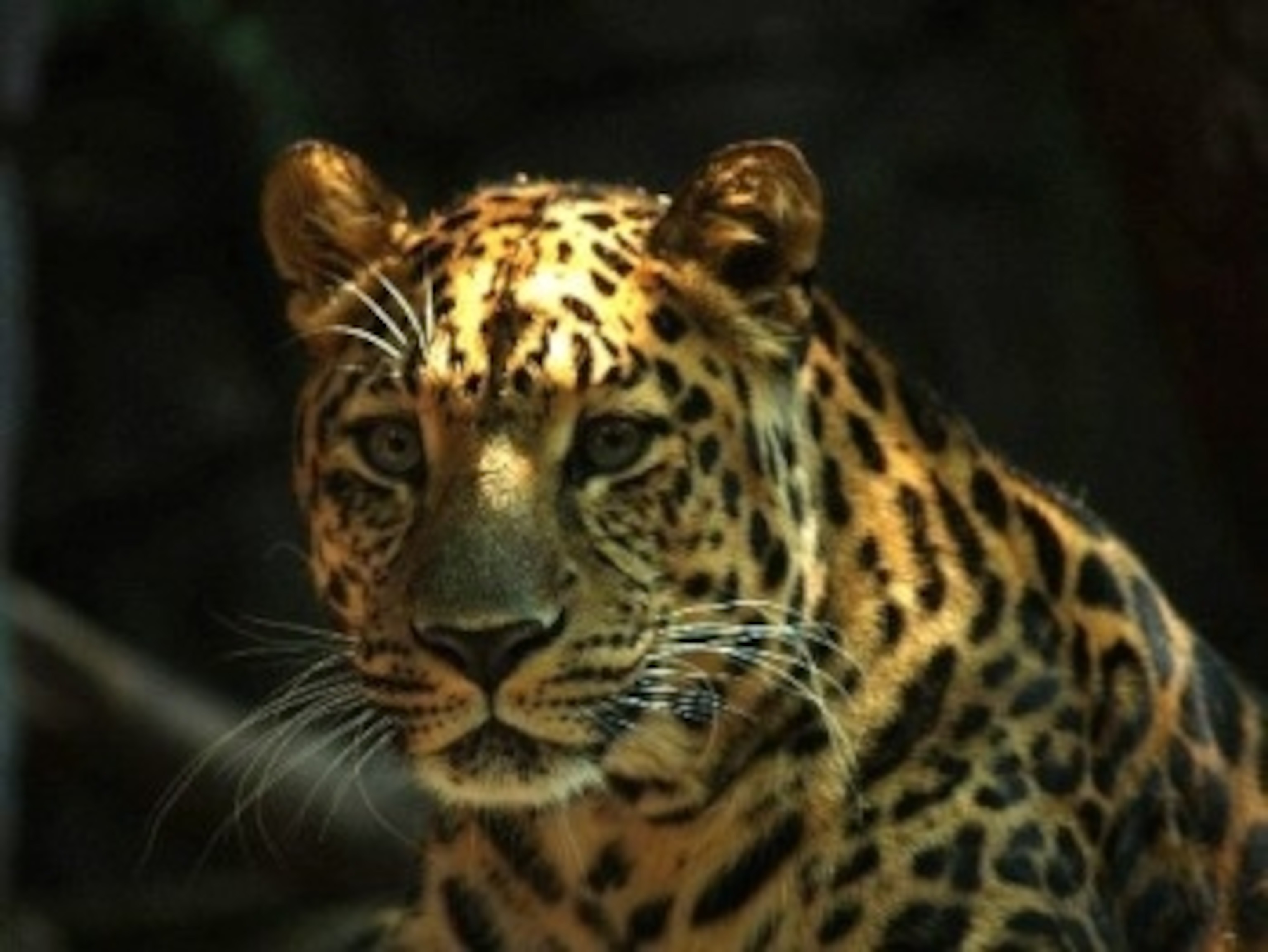 TV Review: National Geographic’s Big Cat Week | National Geographic