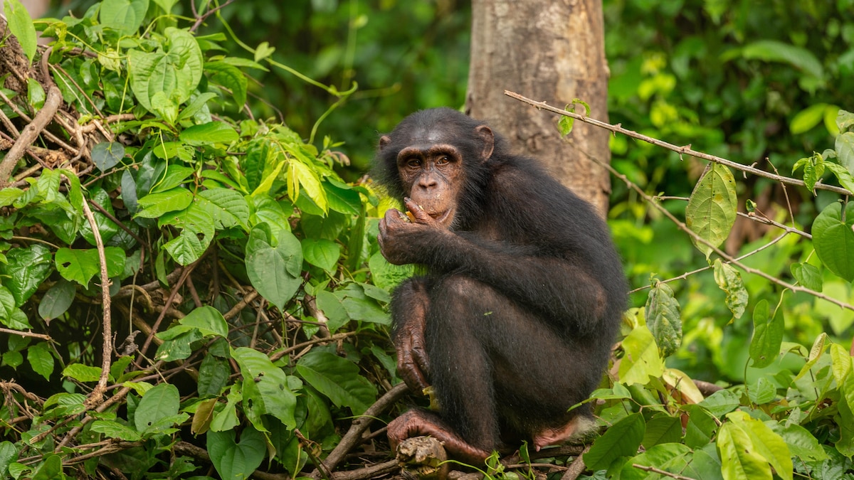 Episode 7: The next generation's champion of chimps | National Geographic