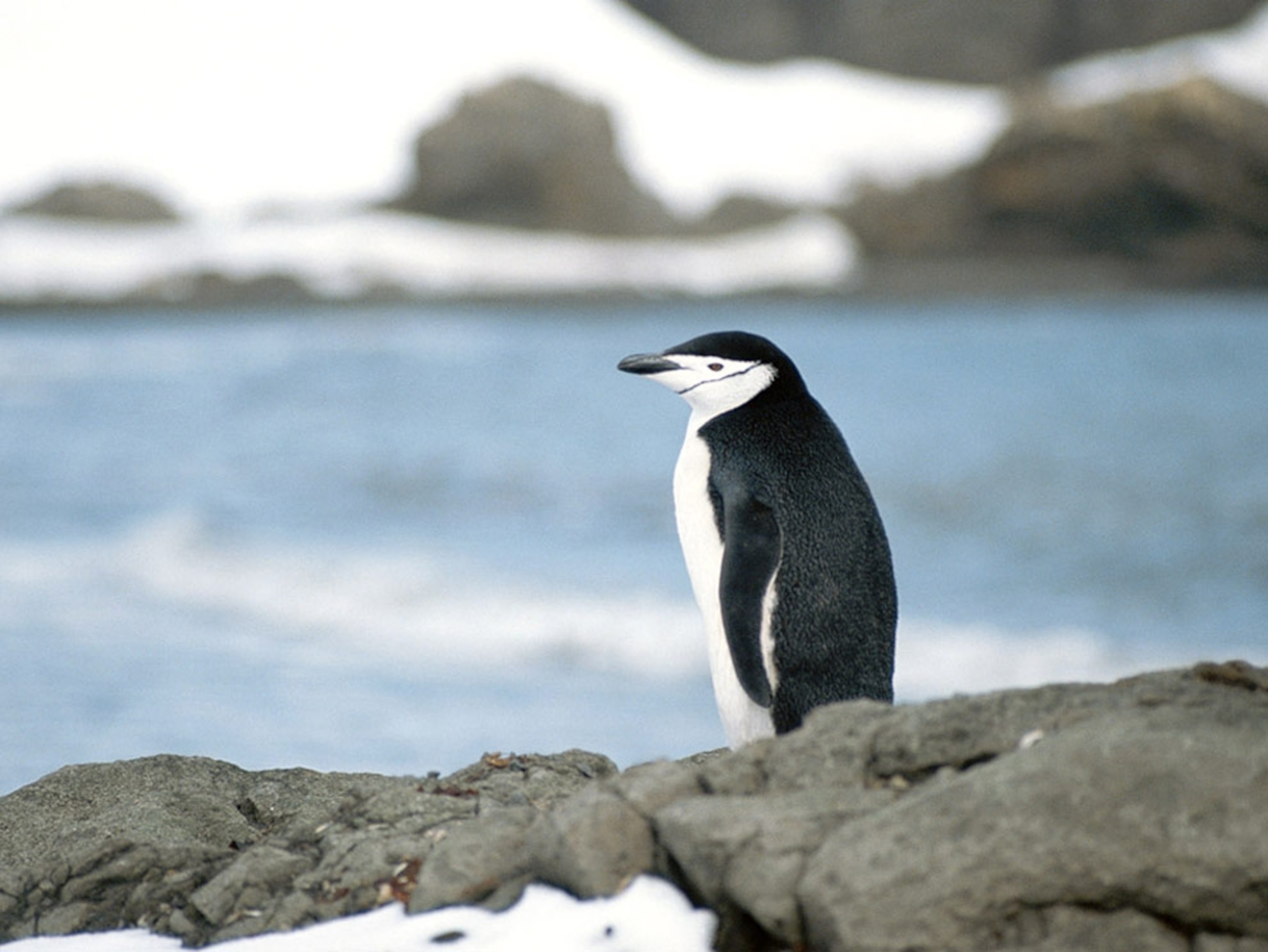 Chinstrap penguin numbers may have fallen by more than half on ...