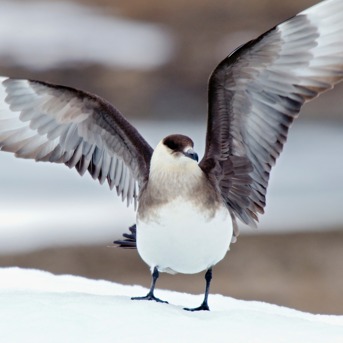 Arctic Skua (Parasitic Jaeger) | National Geographic