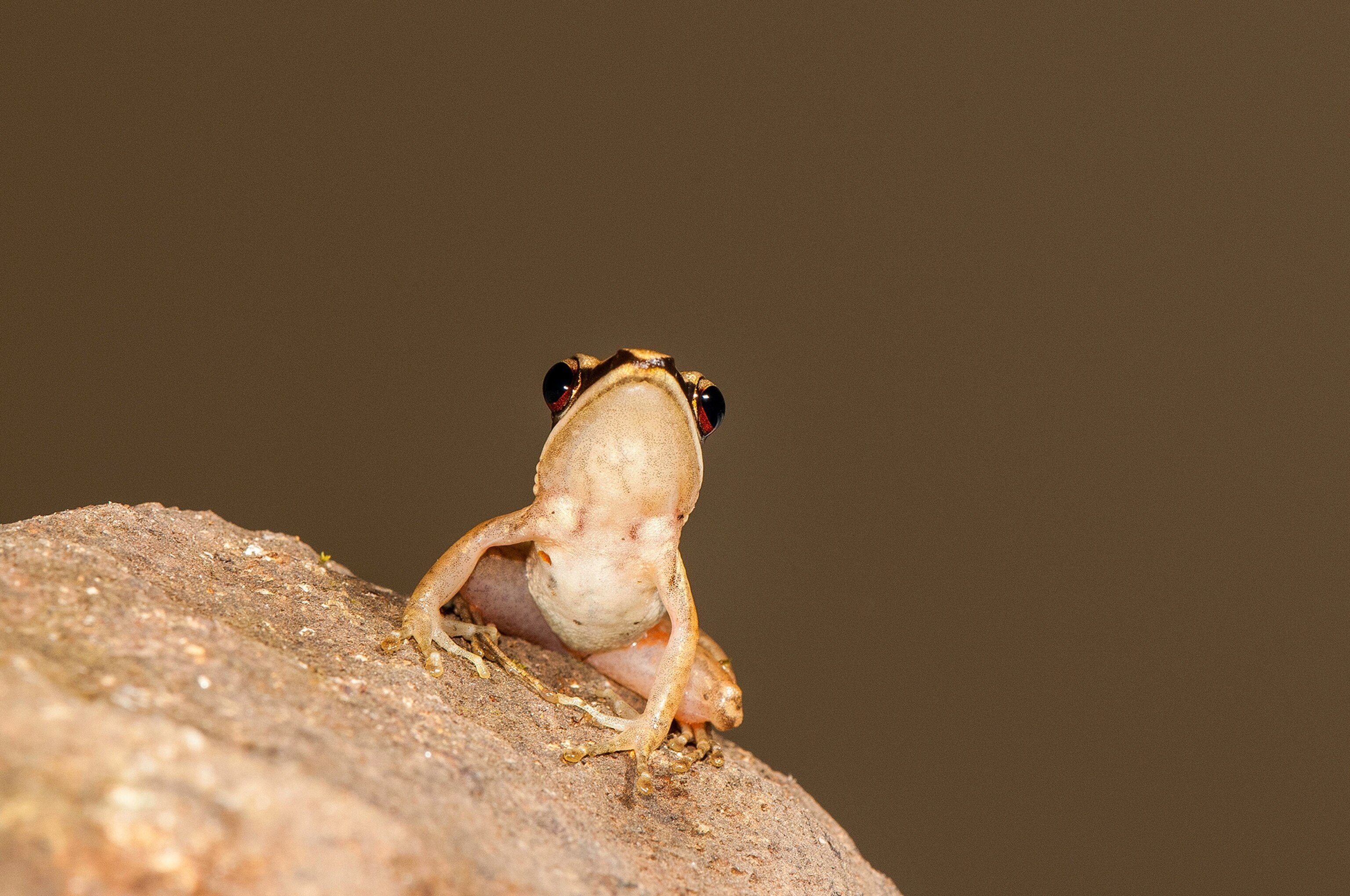 Surprising Inner-City Frog Among 7 New Species Found in Asia | National ...