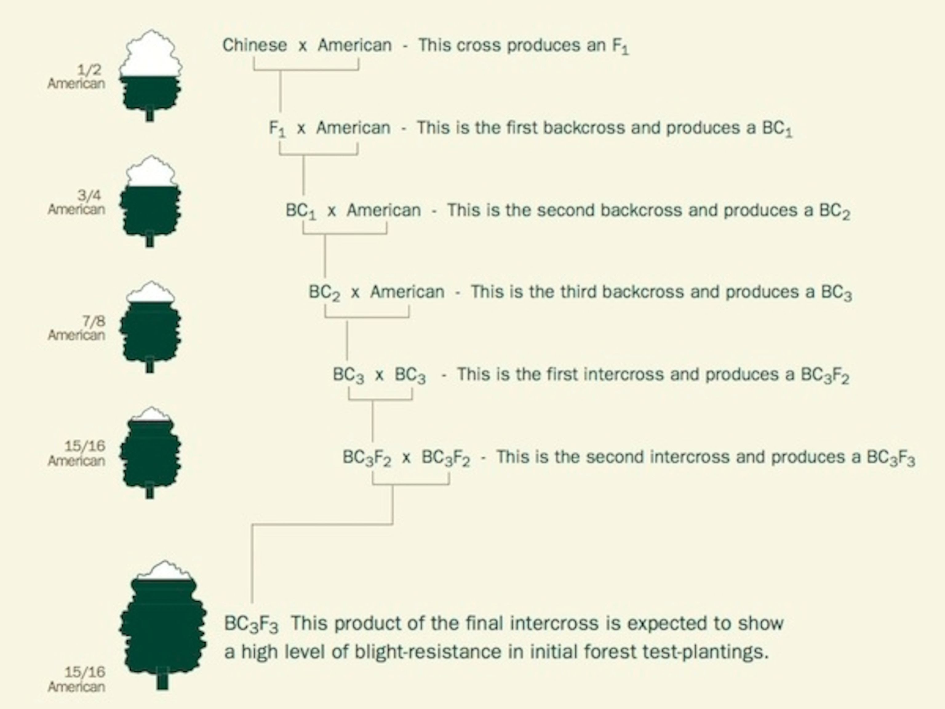 Resurrecting A Forest