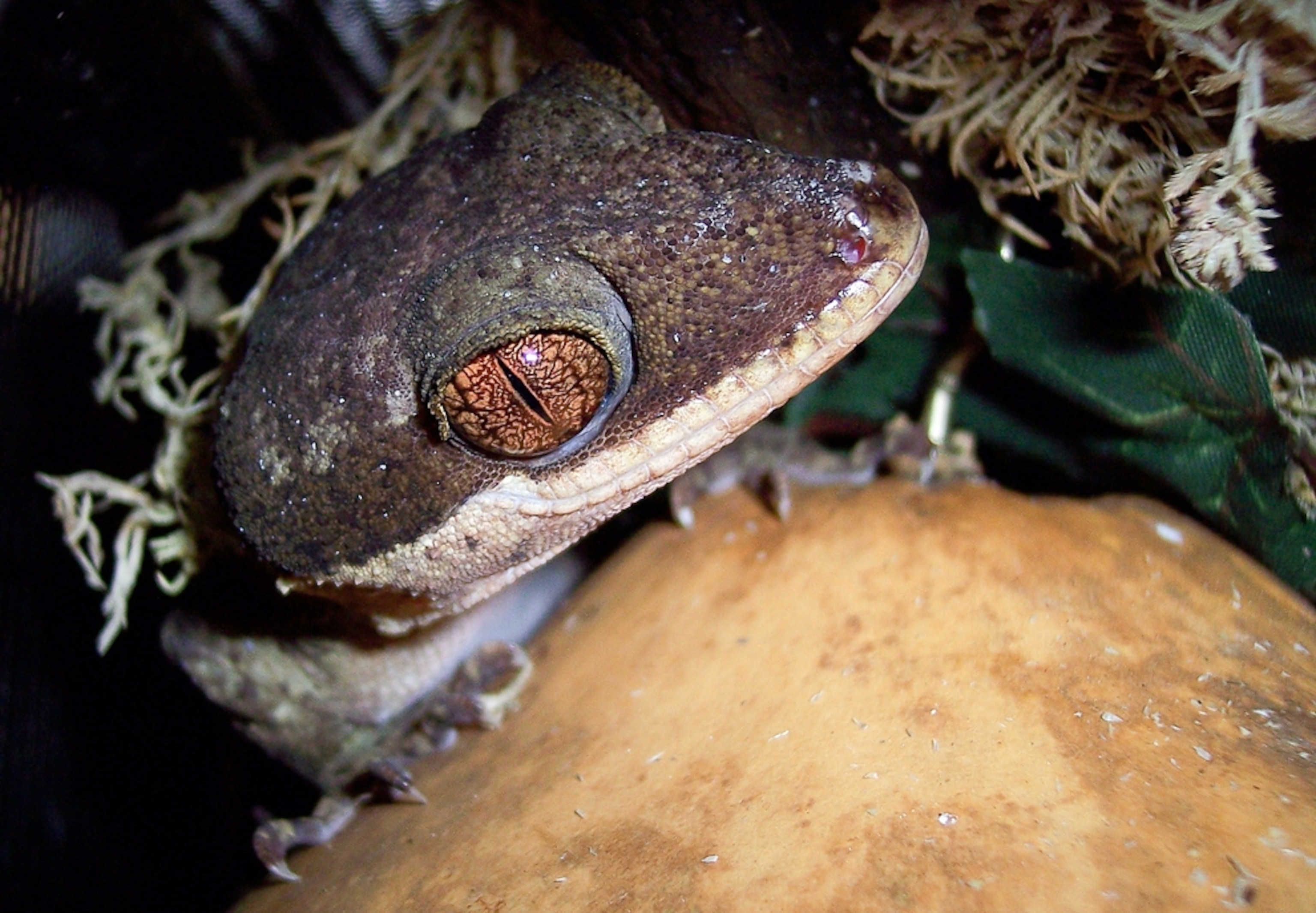 Pictures: Thousands of New Species Found in New Guinea | National ...