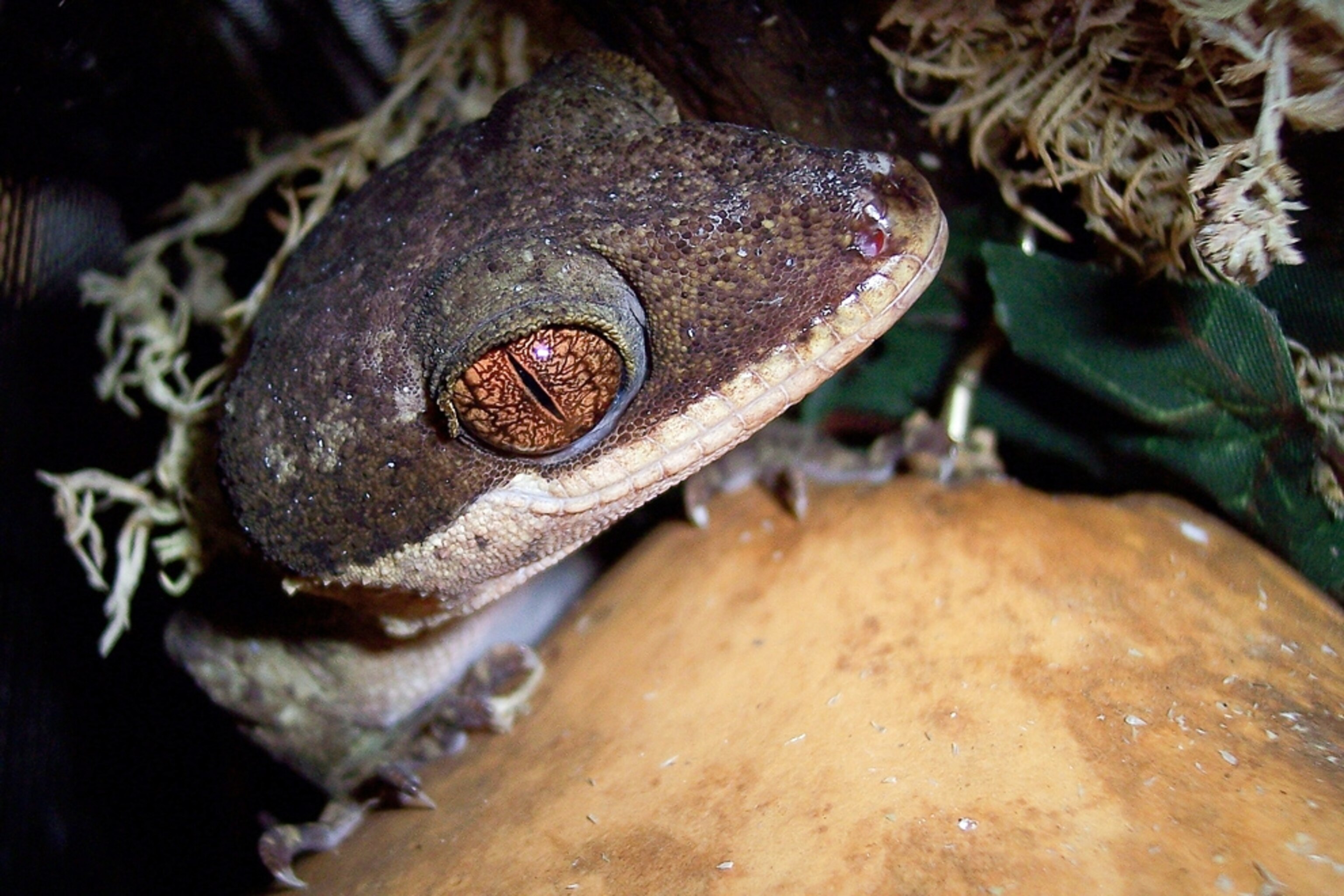 Pictures: Thousands of New Species Found in New Guinea