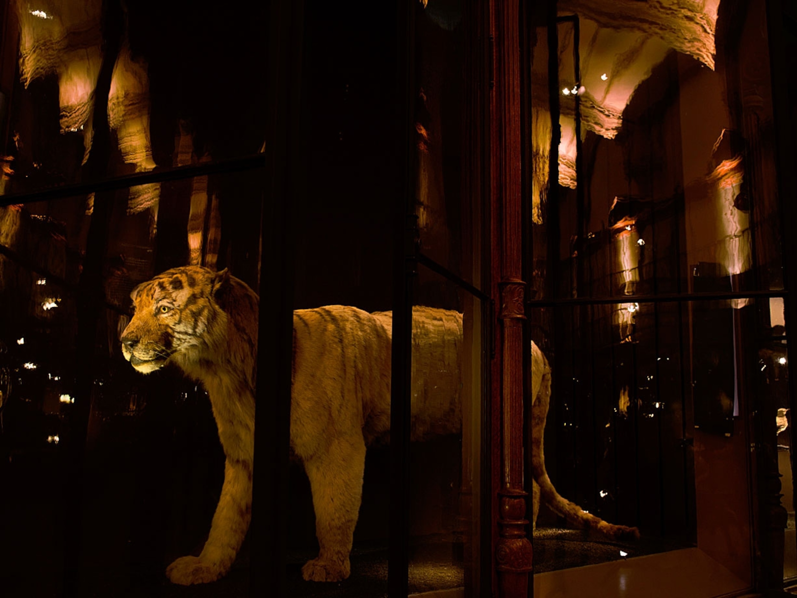 Exotic, Extinct, and On Display: Robert Clark’s Take on Taxidermy