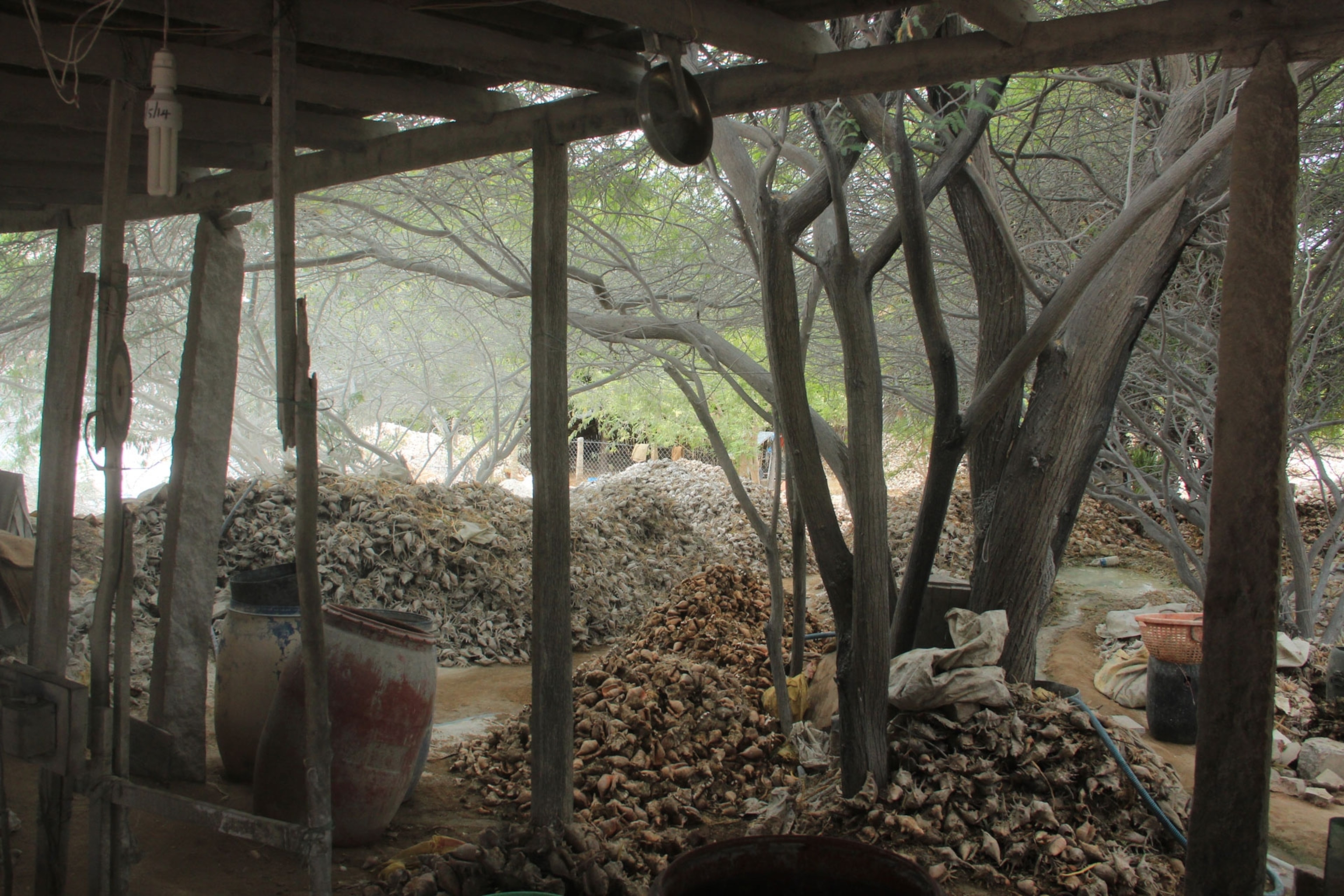 The Seashell Trade for Souvenirs is Killing Protected Marine Life