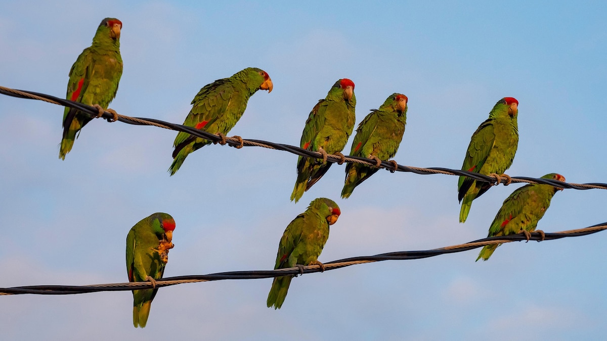 L.A. is home to a famous flocks of parrots. How'd they get there ...