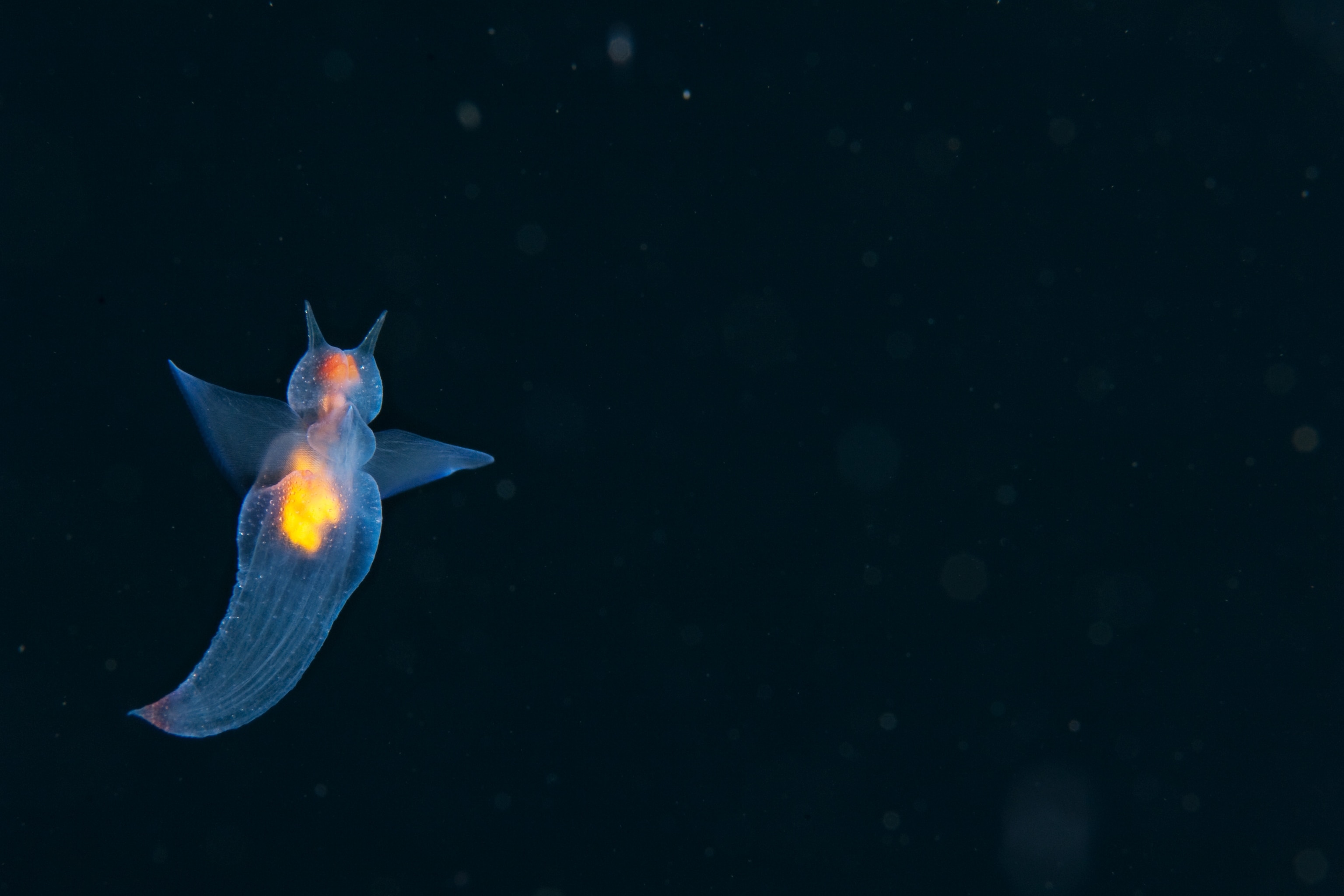 3 Degrees of Japan's Seas