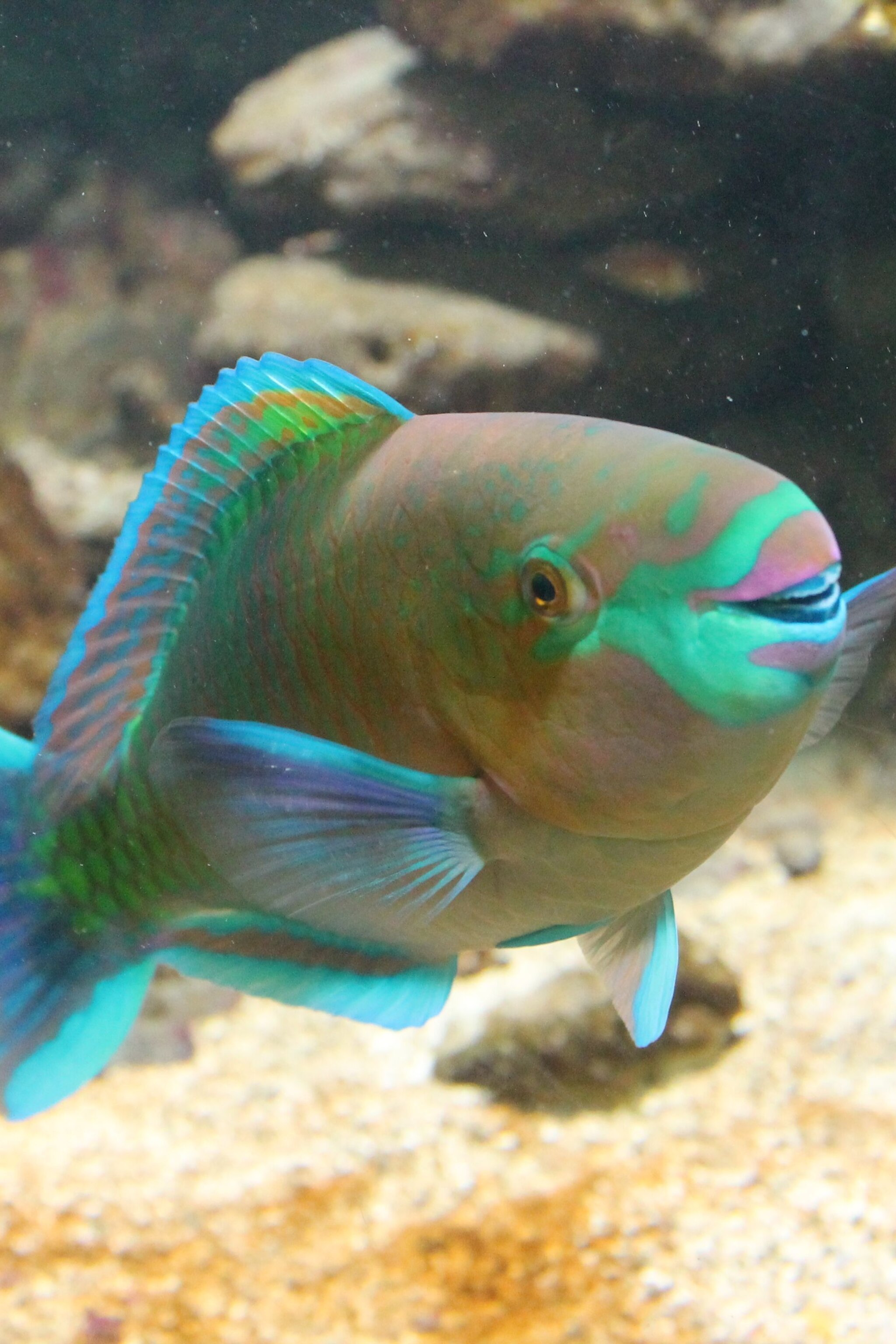 National Geographic Wallpaper Parrot Fish A Vast Coastline Dotted With