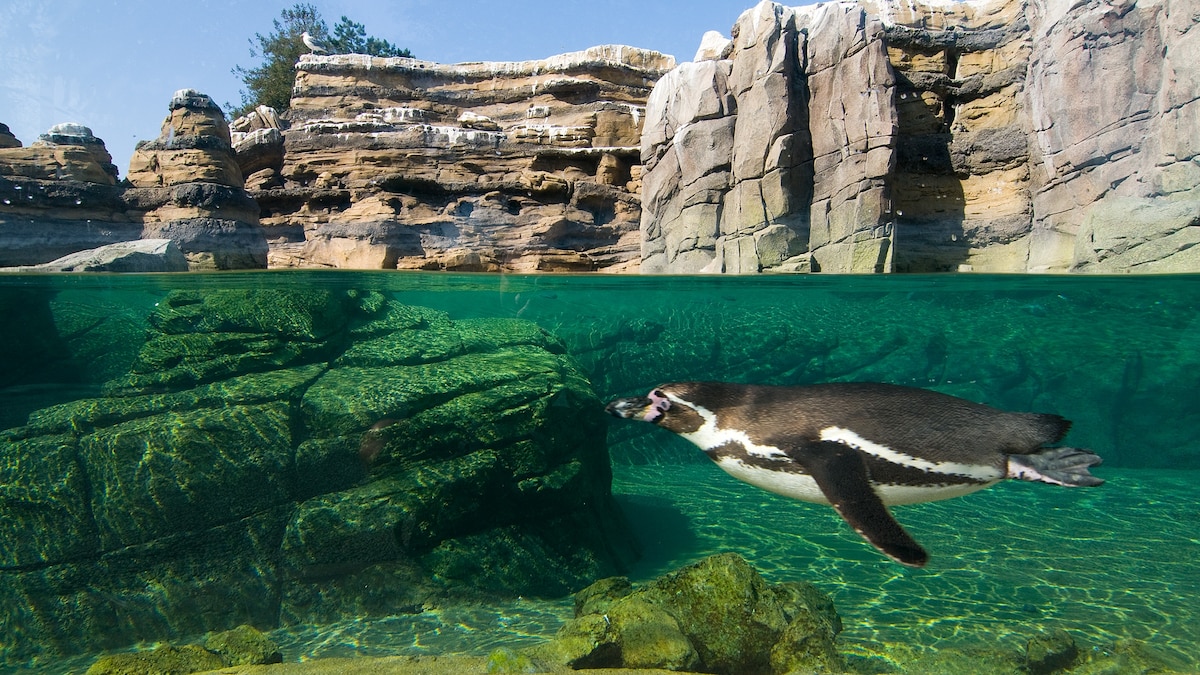 Pictures: Seven Energy-Smart Zoos and Aquariums | National Geographic