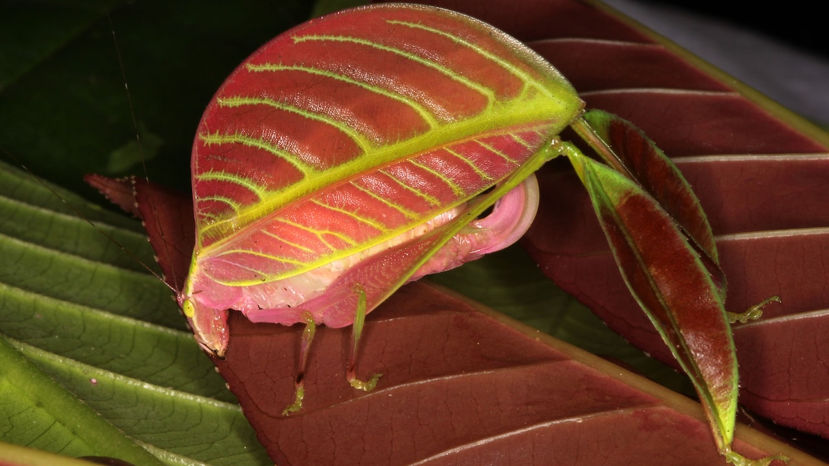 Two New Bug Species Have All-Pink Females | National Geographic