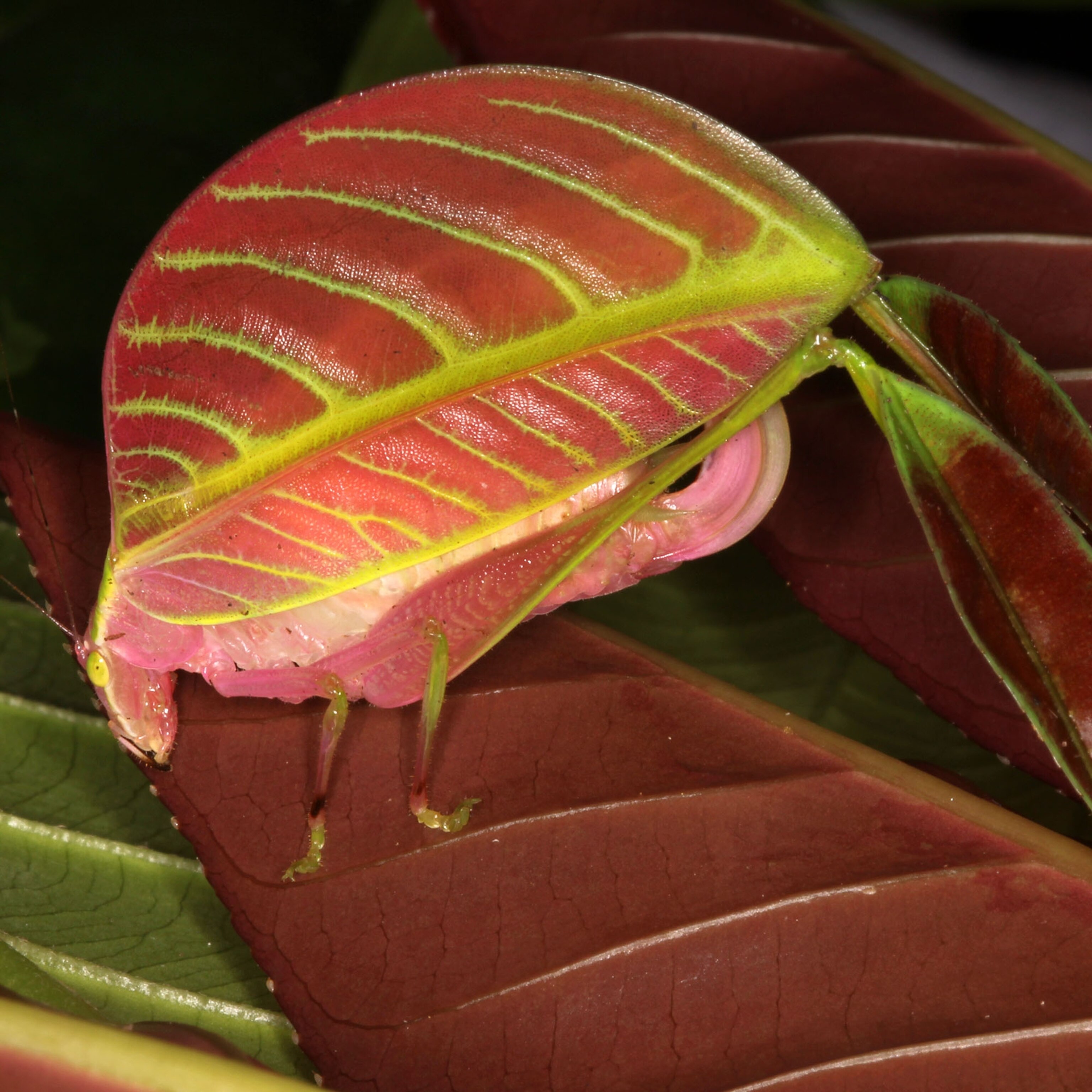 Katydids Insect Or Flower? This Bug Is A Master Of Deception